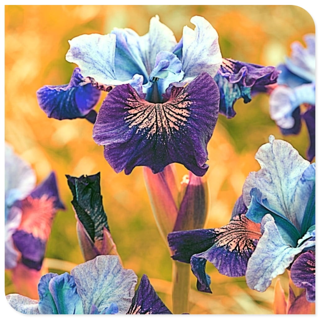 Iris Perennial Tuber Planting Potted Planting Ornaments for Beginners ...