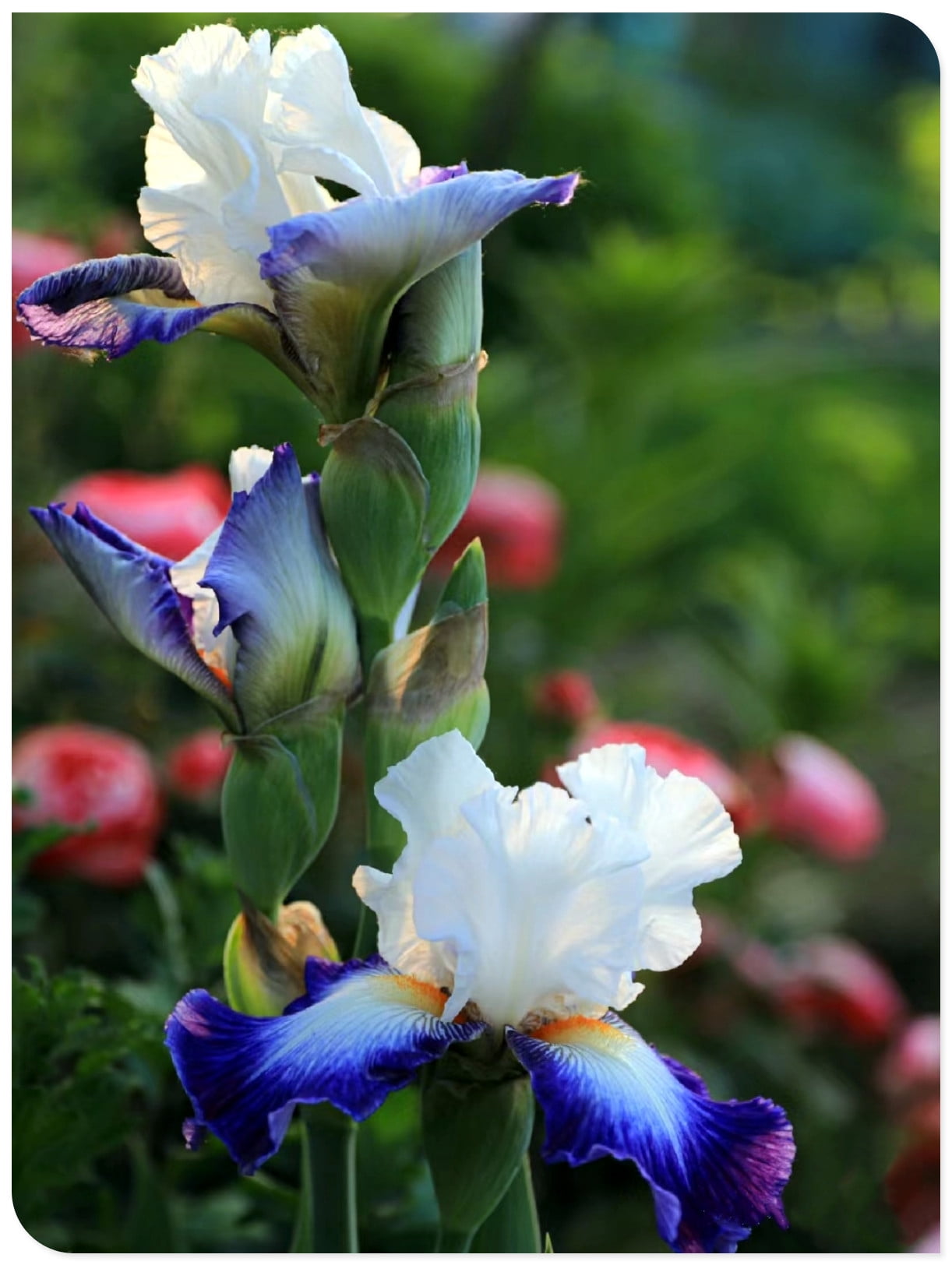Iris Perennial Tuber Planting Potted Planting Ornaments for Beginners ...