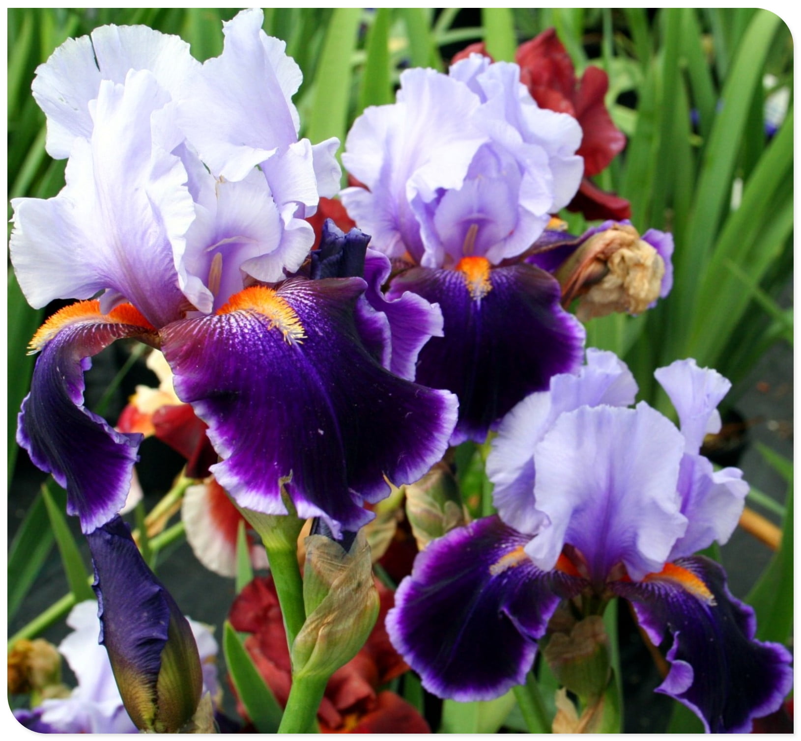 Iris Perennial Tuber Planting Potted Planting Ornaments for Beginners ...