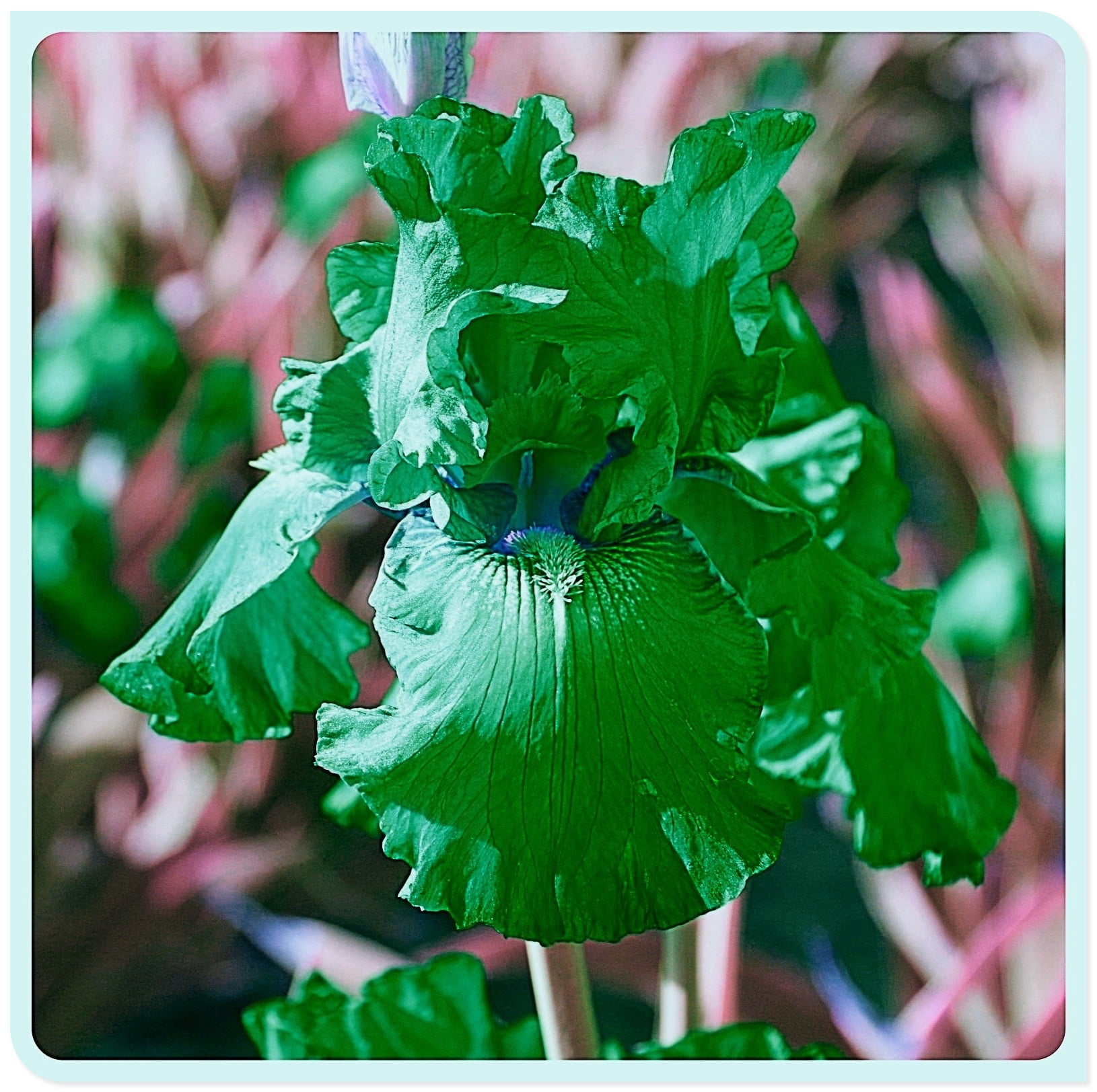 Iris Perennial Tuber Planting Potted Planting Ornaments for Beginners ...