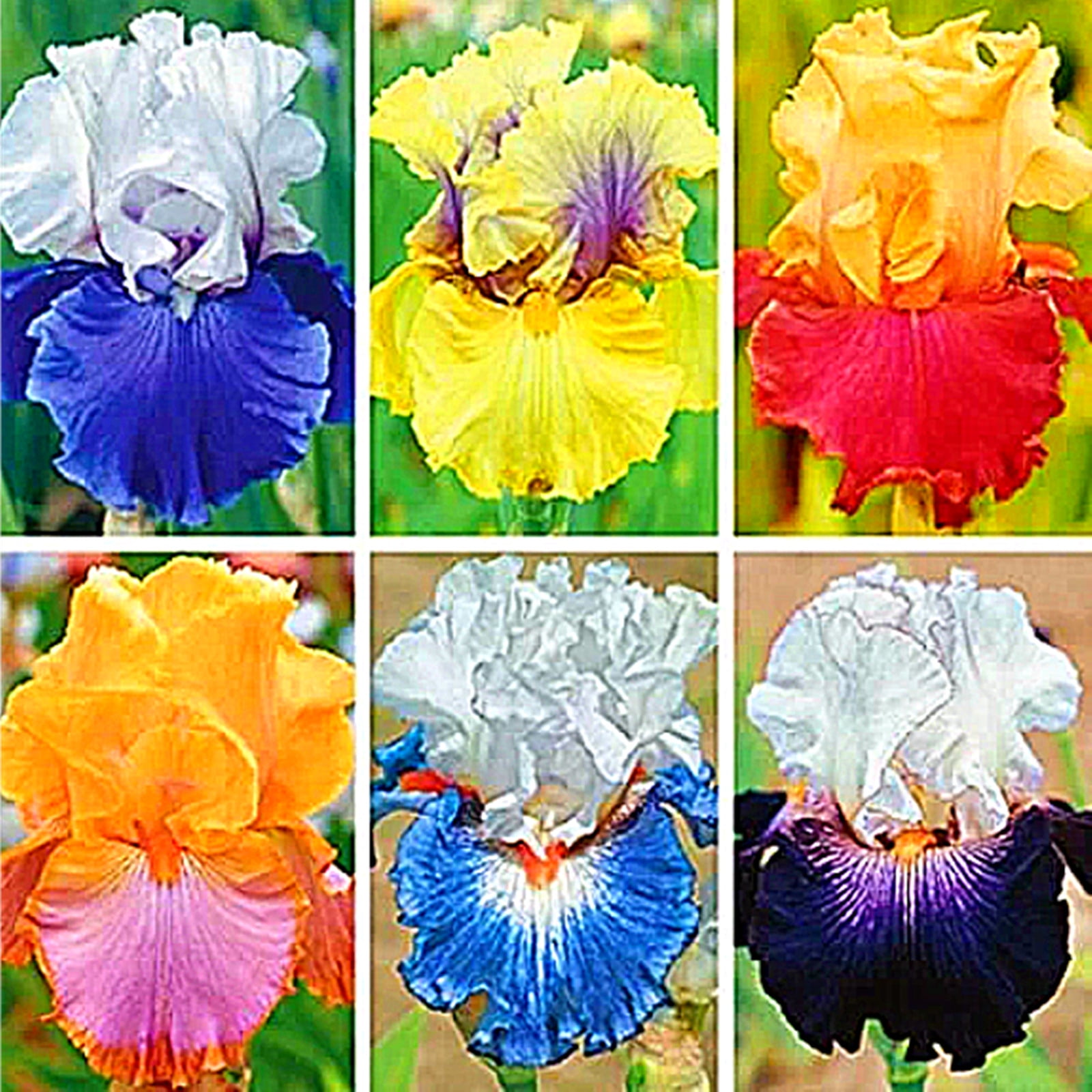 Iris Picotee Healthy ,Elegance, Bearded Iris,Brilliant Garden Home ...