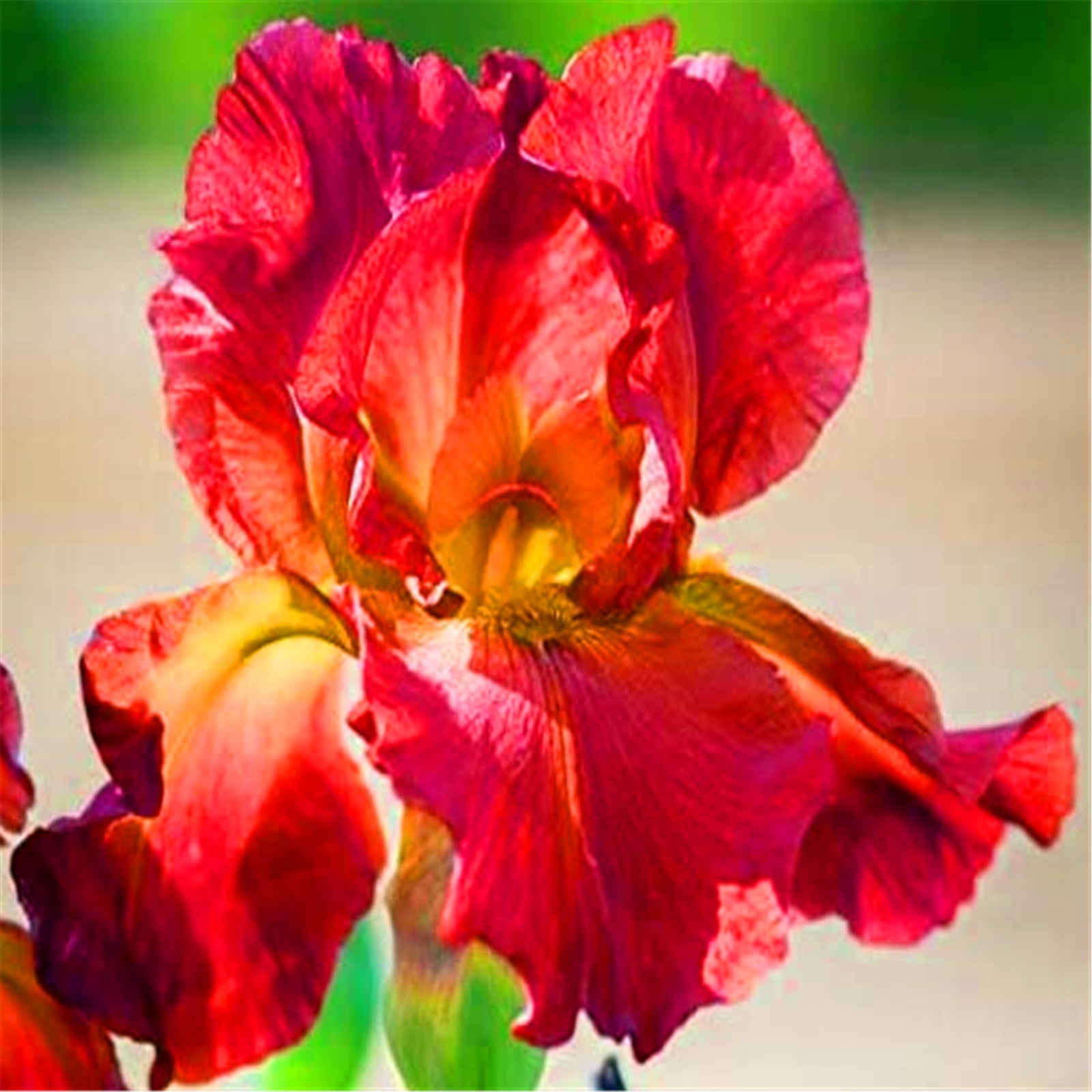 Iris Plant, Bearded Iris For Planting, Iris Is Cold-Resistant, Rhizome ...