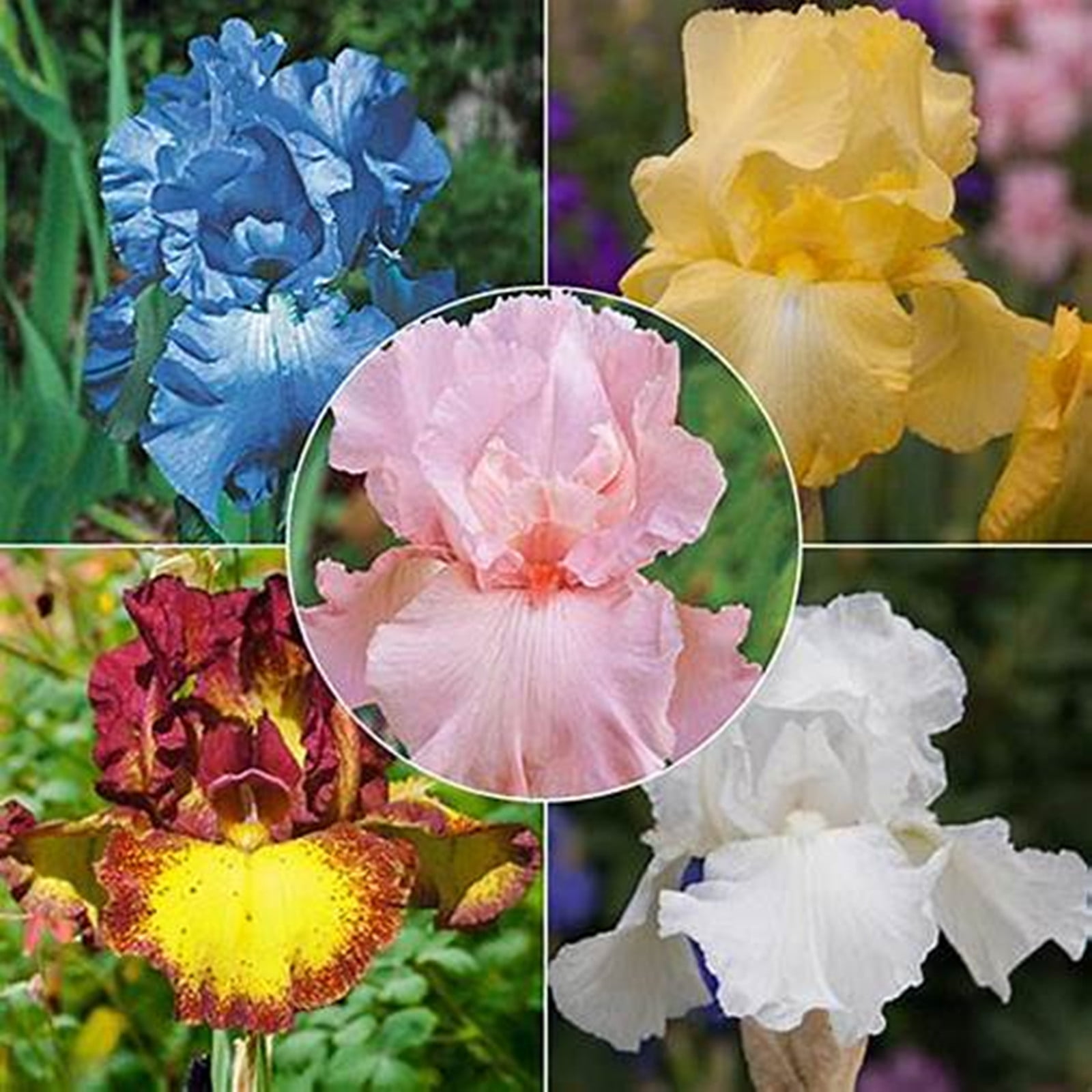 Iris Plant, Bearded Iris For Planting, Iris Is Cold-Resistant ...