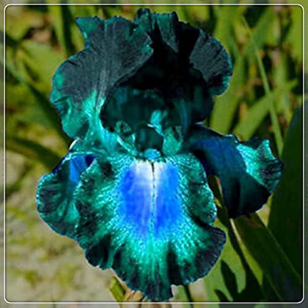 Iris Plant, Bearded Iris For Planting, Iris Is Cold-Resistant, Rhizome ...