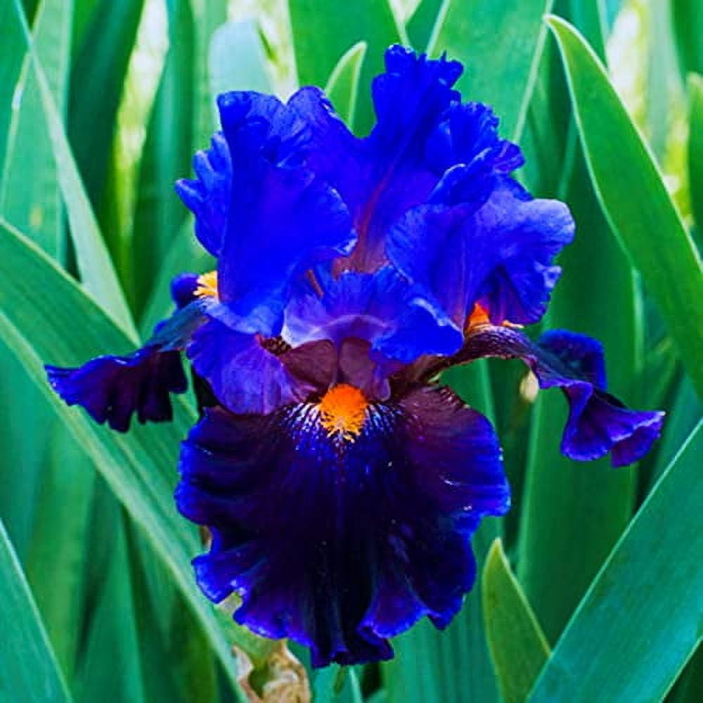 Iris Plant, Bearded Iris For Planting, Iris Is Cold-Resistant, Rhizome ...
