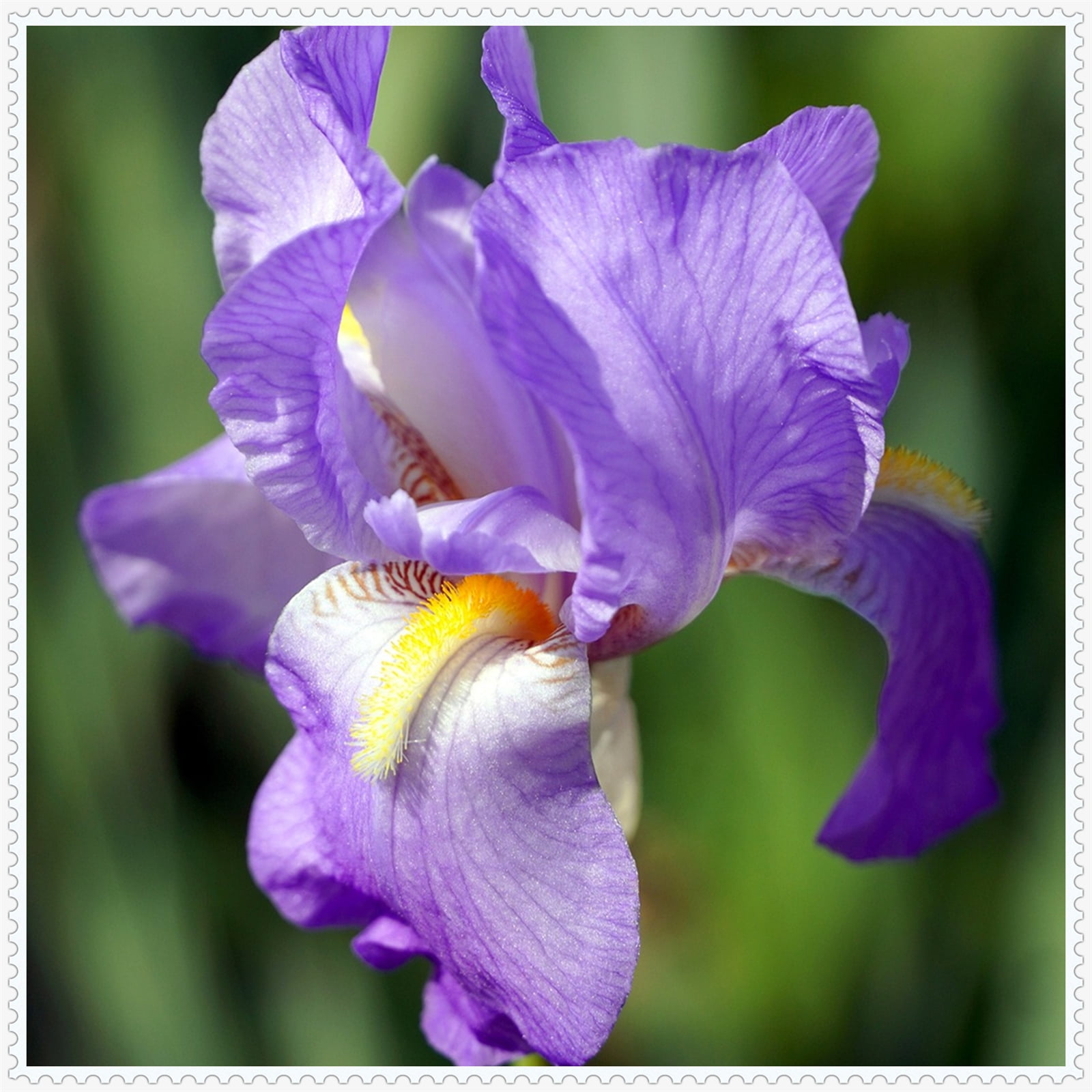Iris Plant Easy to Plant Perennial, Has Strong Rhizomes. Bearded Iris ...