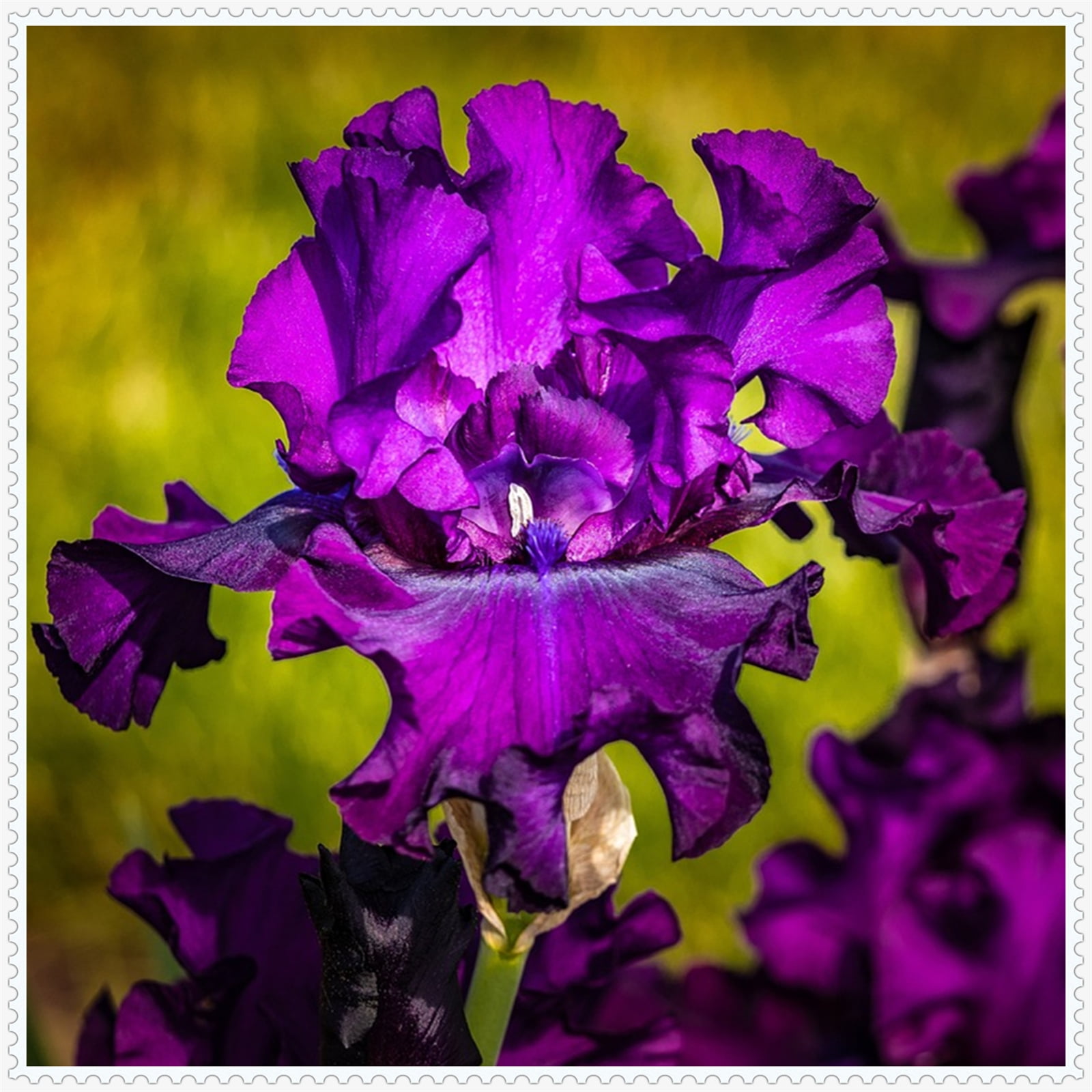 Iris Plant Easy to Plant Perennial, Has Strong Rhizomes. Bearded Iris ...