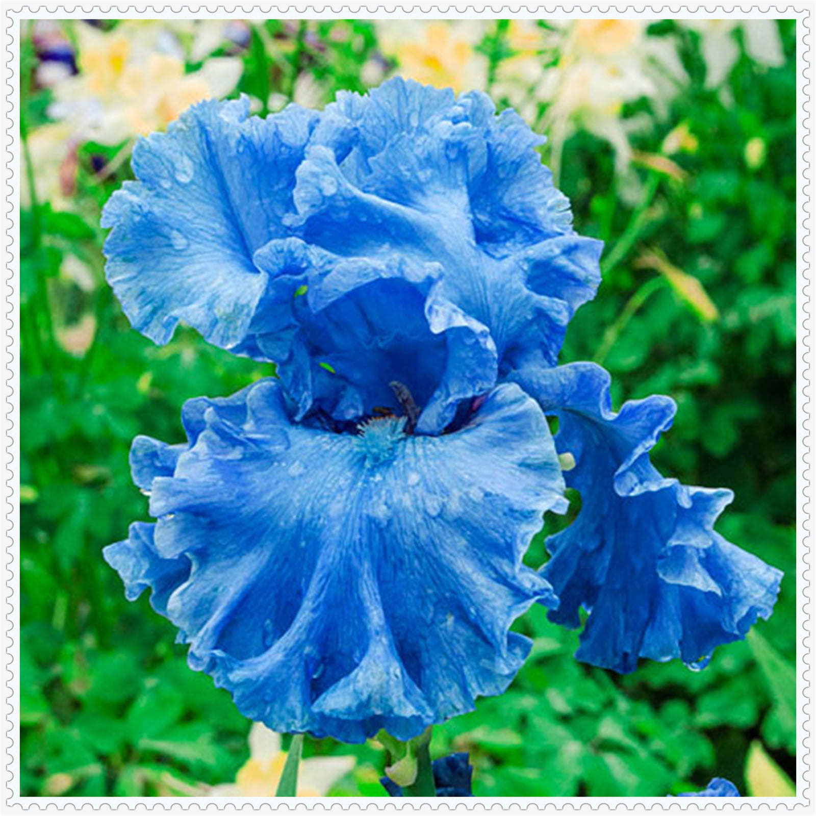 Iris Plant Easy to Plant Perennial, Has Strong Rhizomes. Bearded Iris ...