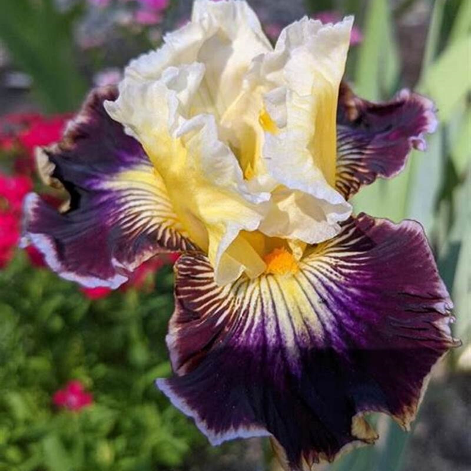 Iris Plant Easy to Plant Perennial, Has Strong Rhizomes. Bearded Iris ...