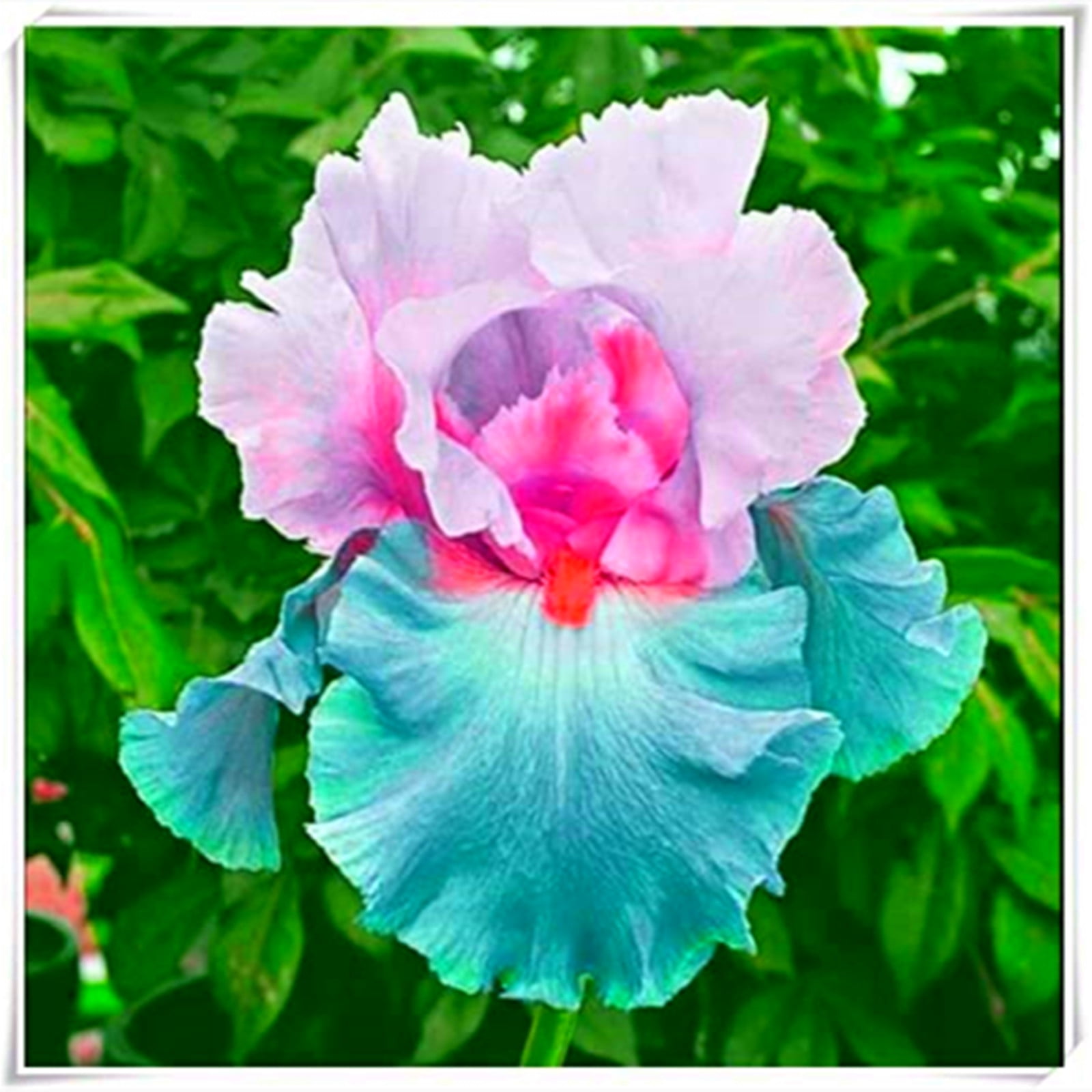 Iris Plant Easy to Plant Perennial, Has Strong Rhizomes. Bearded Iris ...