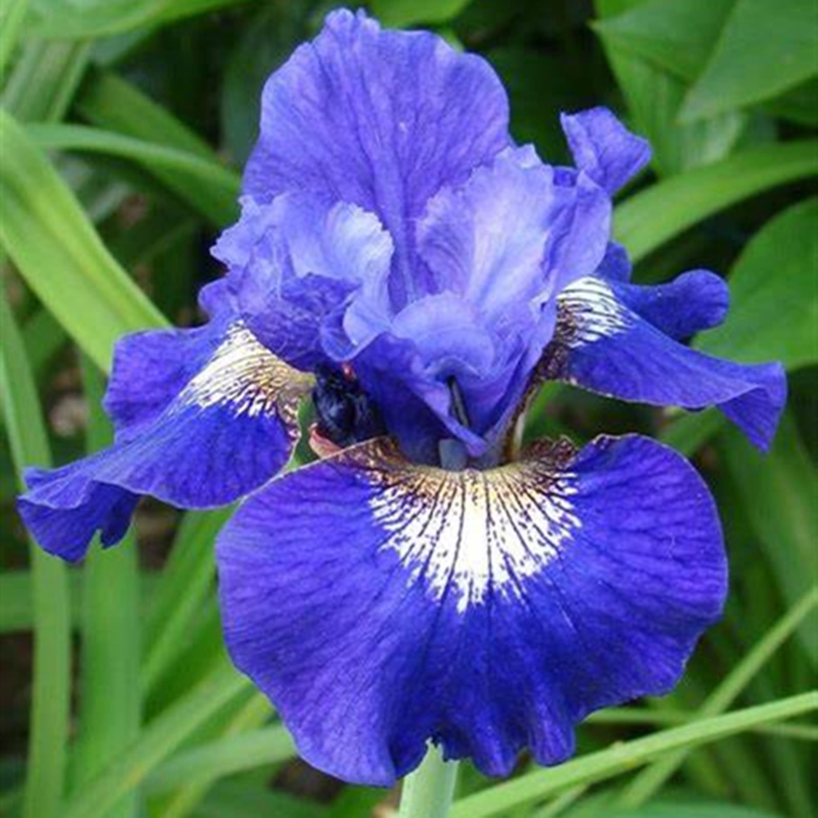 Iris Plant Easy to Plant Perennial, Has Strong Rhizomes. Excellent ...