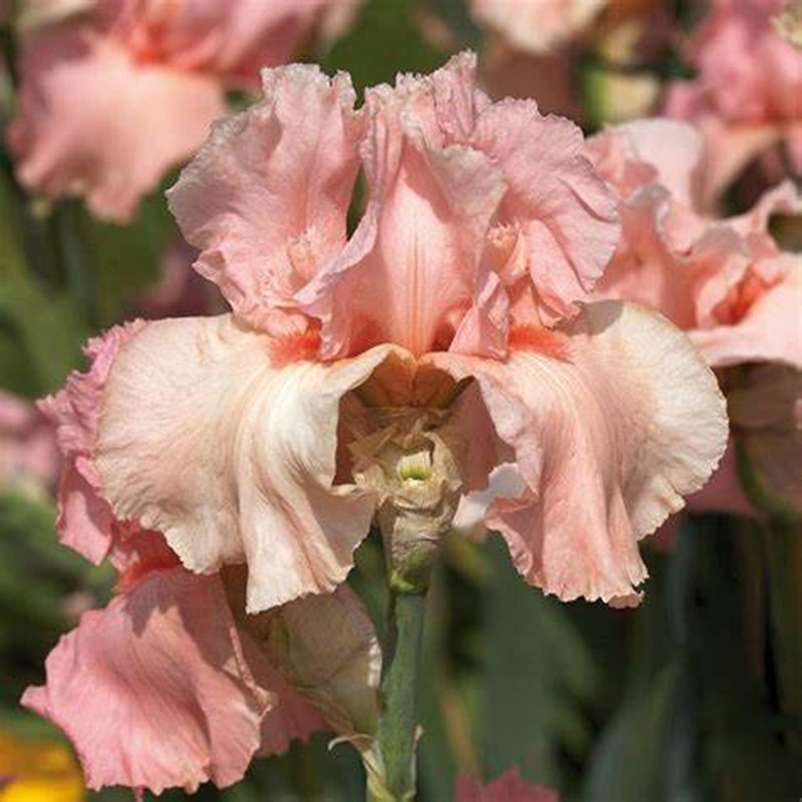 Iris Plant Easy to Plant Perennial, Has Strong Rhizomes. Excellent ...