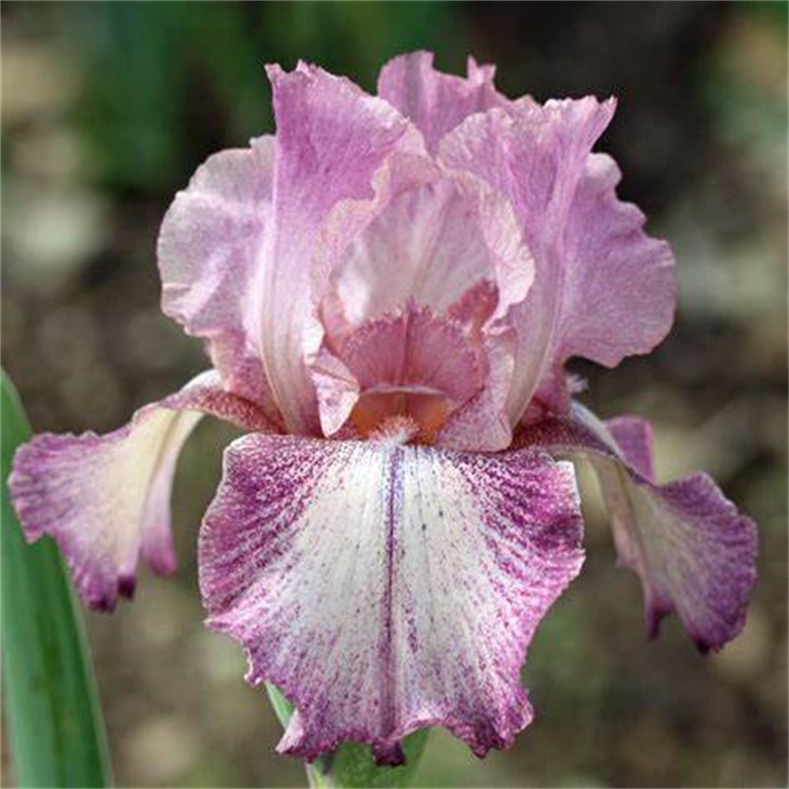 Iris Plant Easy to Plant Perennial, Has Strong Rhizomes. ﻿Iris Is Cold ...