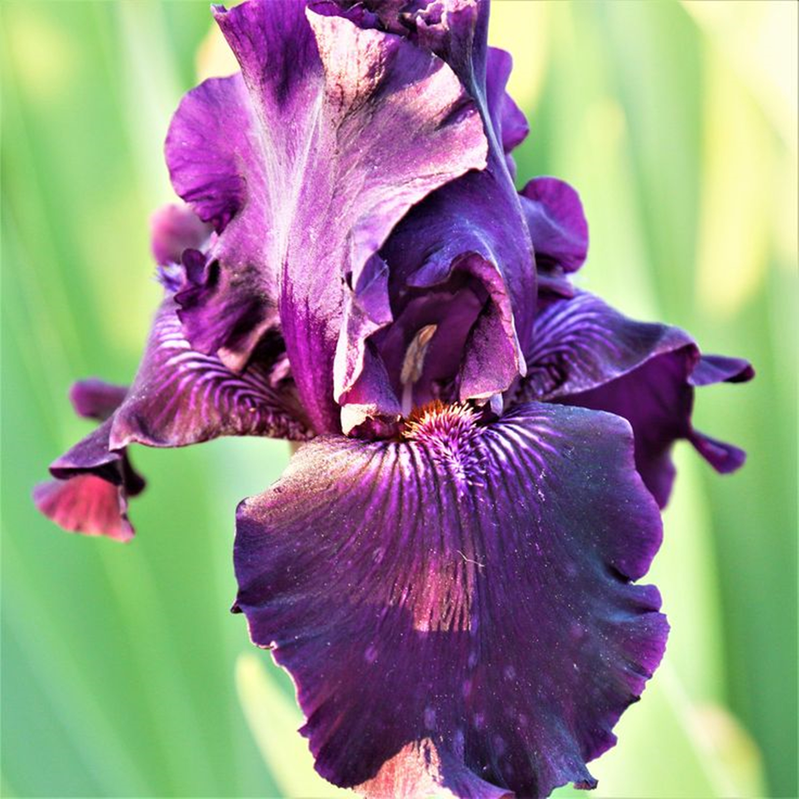 Iris Plant Easy to Plant Perennial, Has Strong Rhizomes. Rhizome Easy to Grow & Maintain ...