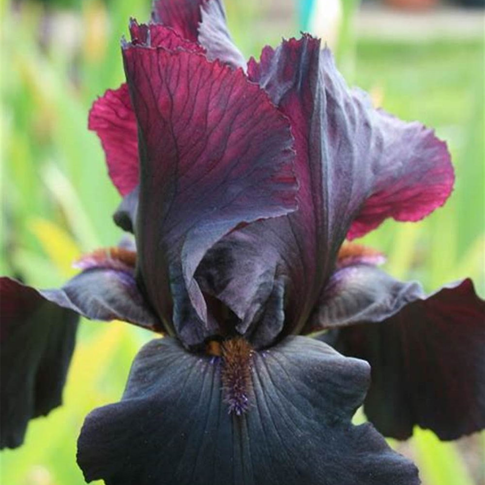 Iris Plant Easy to Plant Perennial, Has Strong Rhizomes. Rhizome Easy ...