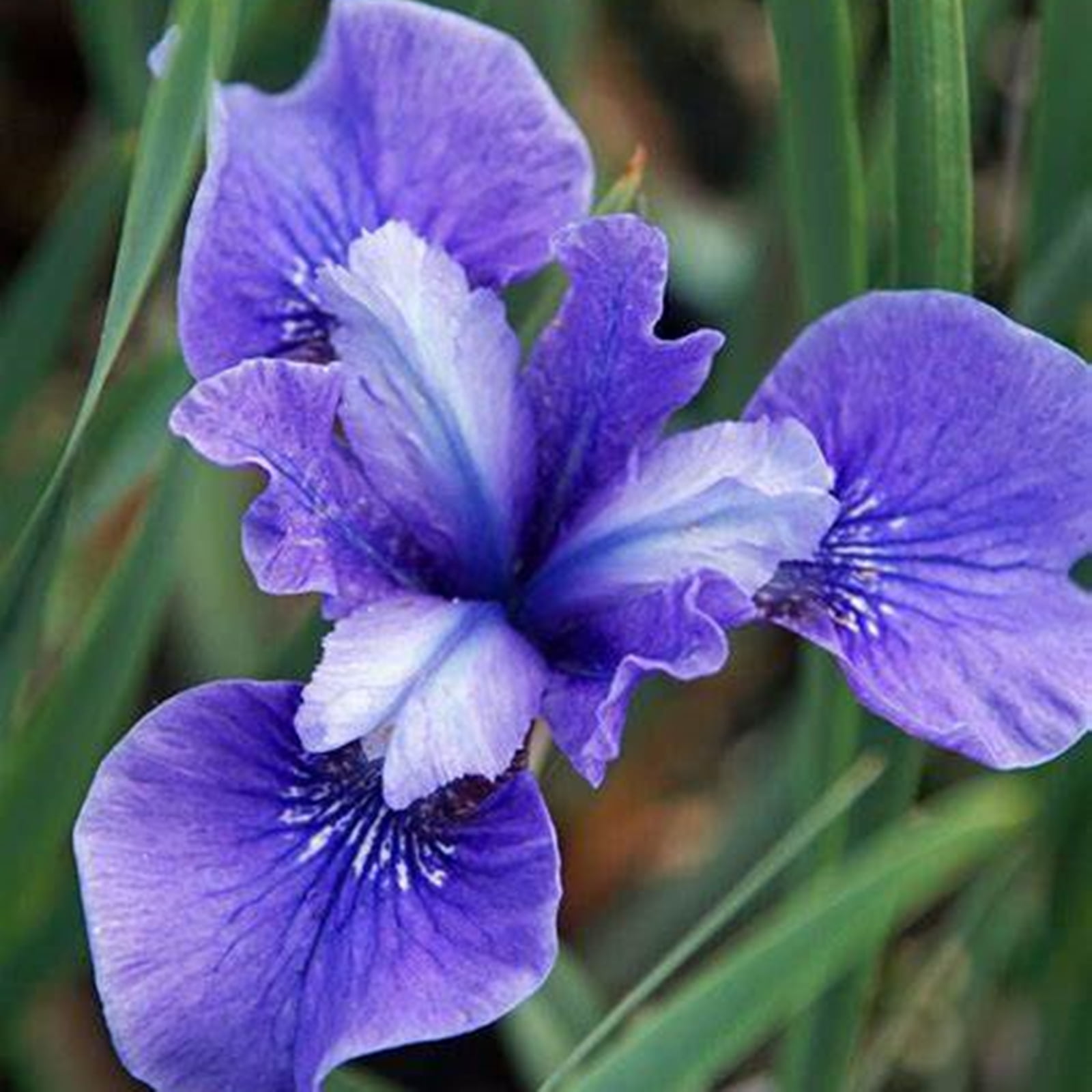 Iris Plant Easy to Plant Perennial, Has Strong Rhizomes. Rhizome Easy ...
