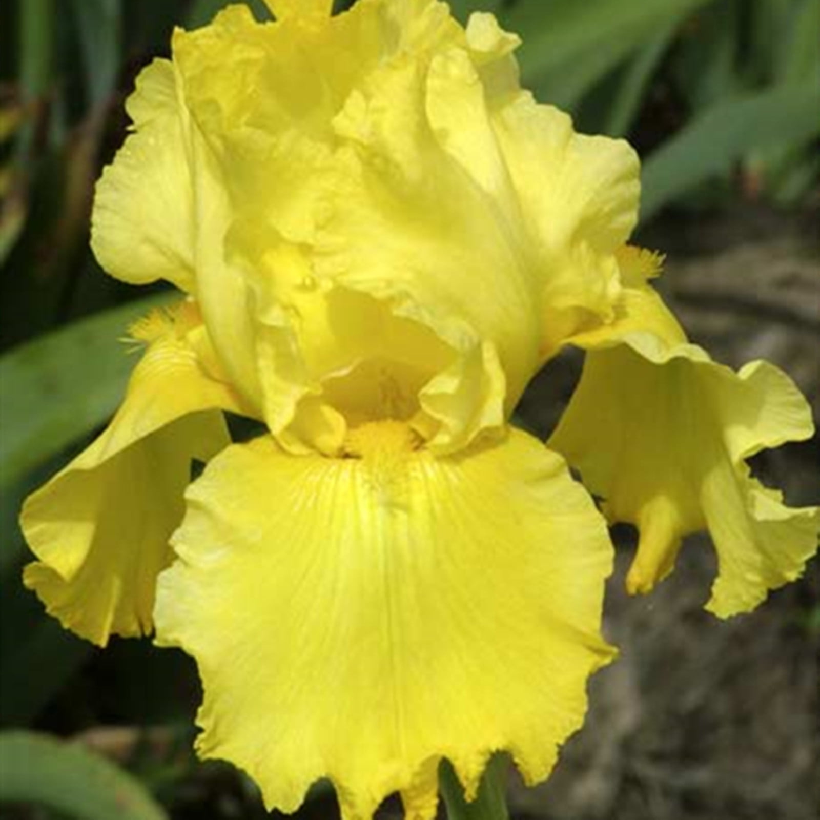 Iris Plant, Easy to Plant Perennial, Iris Roots, Fragrant, Attracts ...
