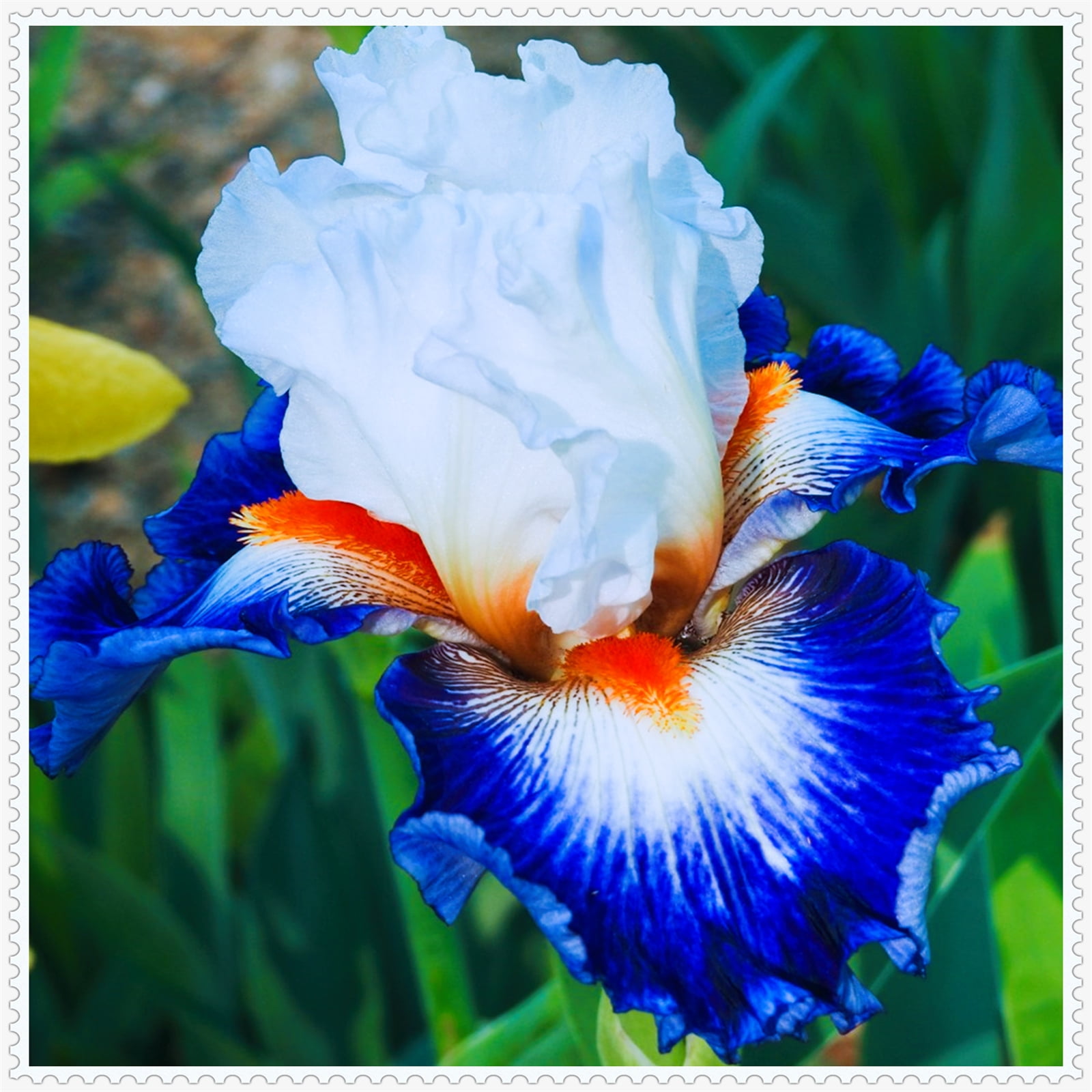 Iris Plant, Easy to Plant Perennial, Rhizome Easy to Grow & Maintain ...