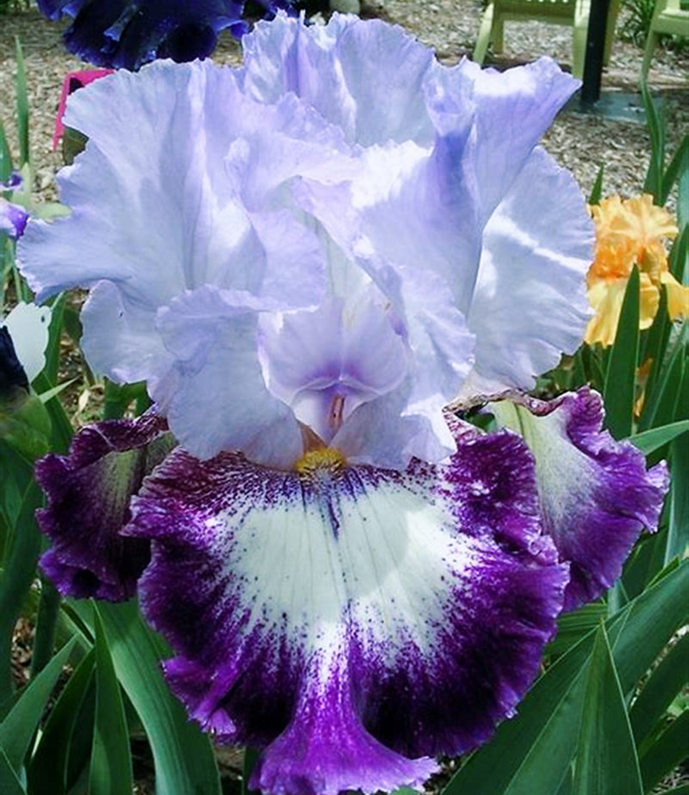 Iris Plant, Easy to Plant Perennial, Rhizome Easy to Grow & Maintain ...