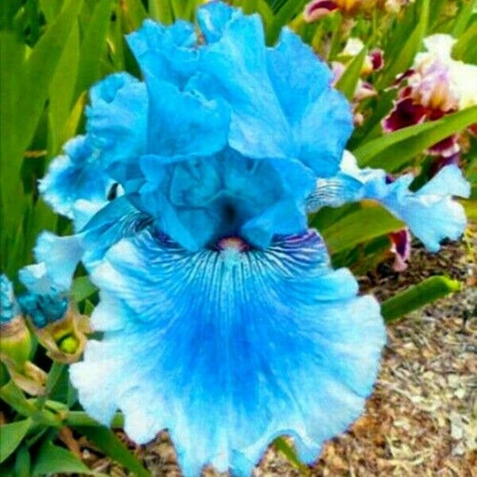 Iris Plant, Easy to Plant Perennial, Iris Roots, Fragrant, Attracts ...