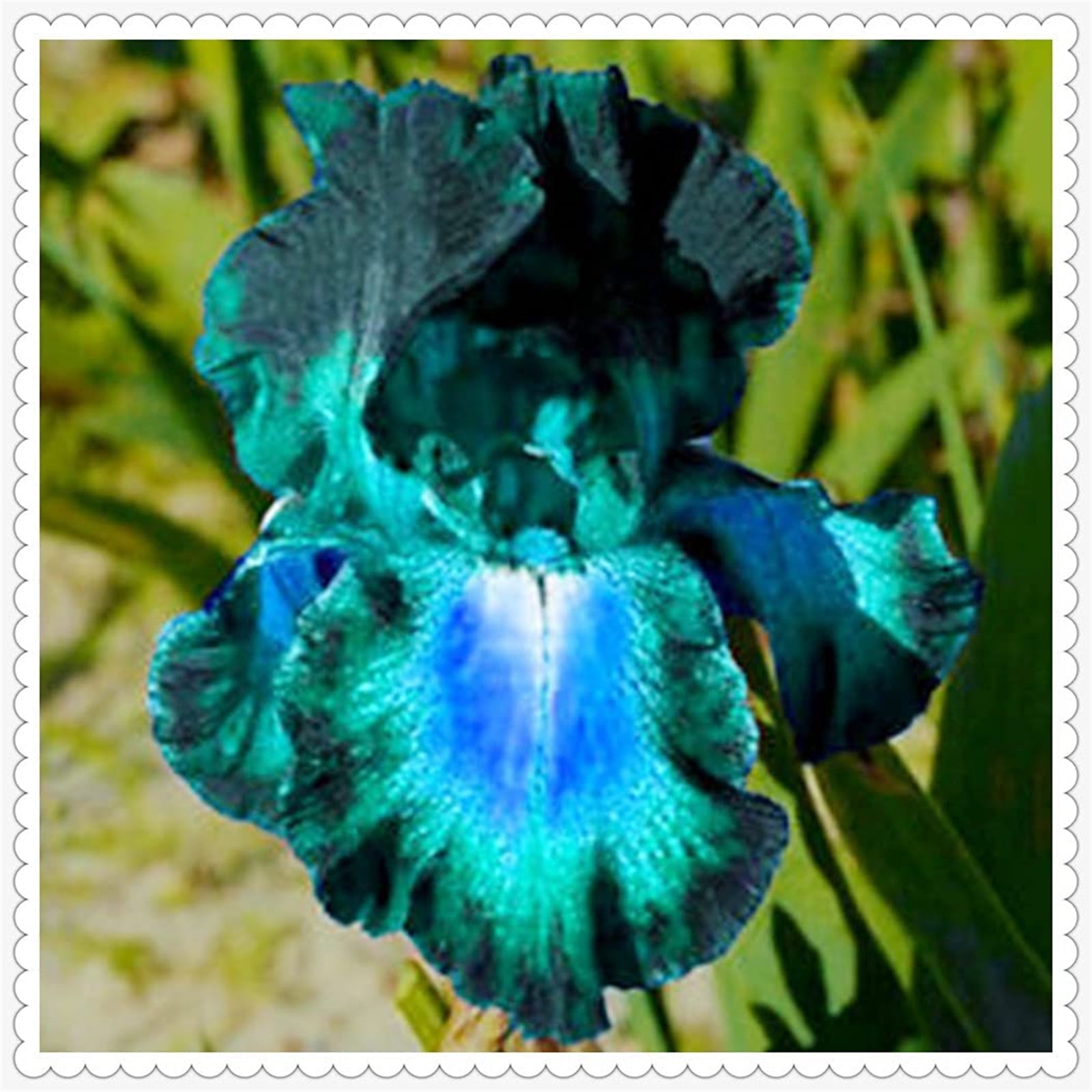 Iris Plant, Easy to Plant Perennial, Iris Roots, Houseplants Flowers ...