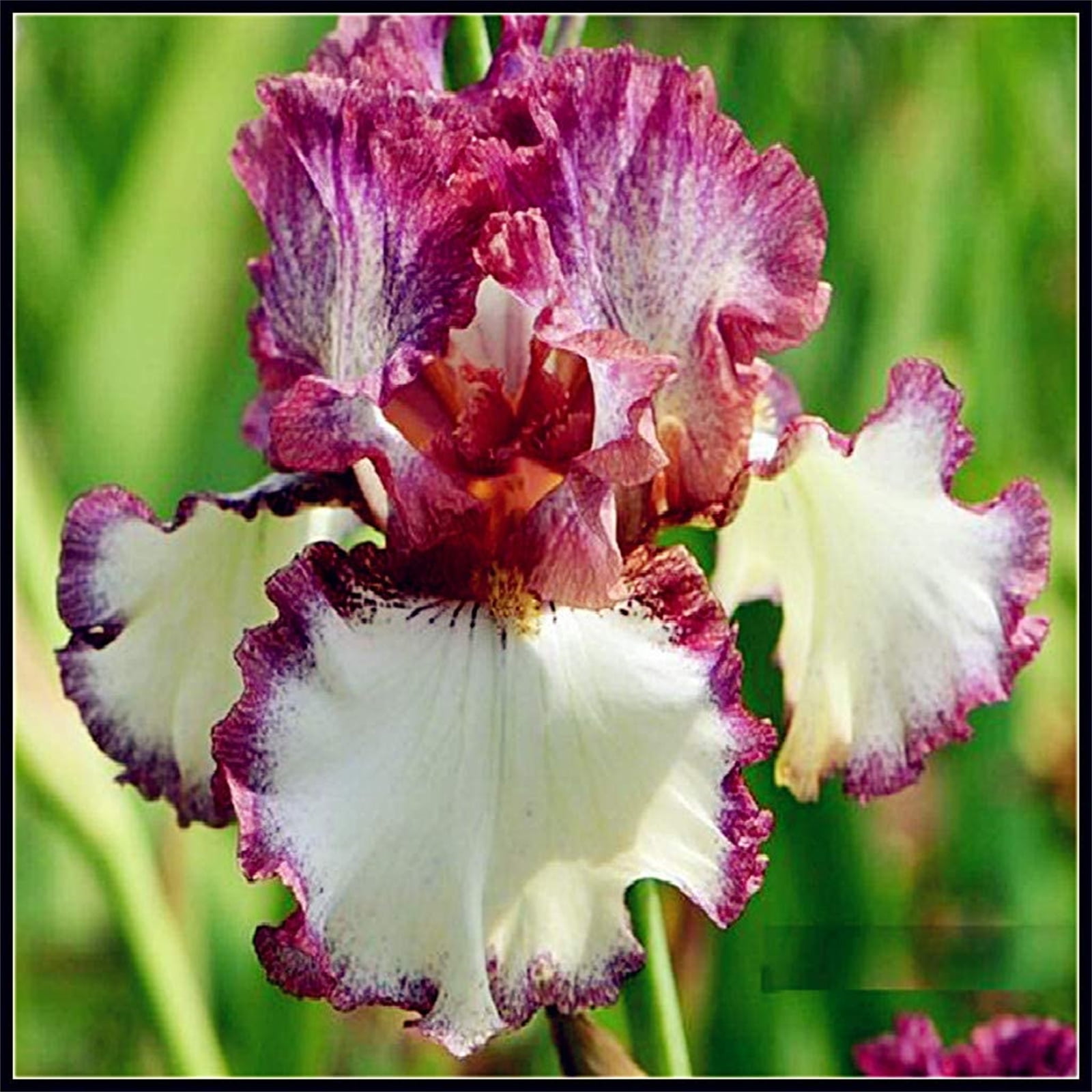 Iris Plant, Easy to Plant Perennial, Iris Roots, Houseplants Flowers ...