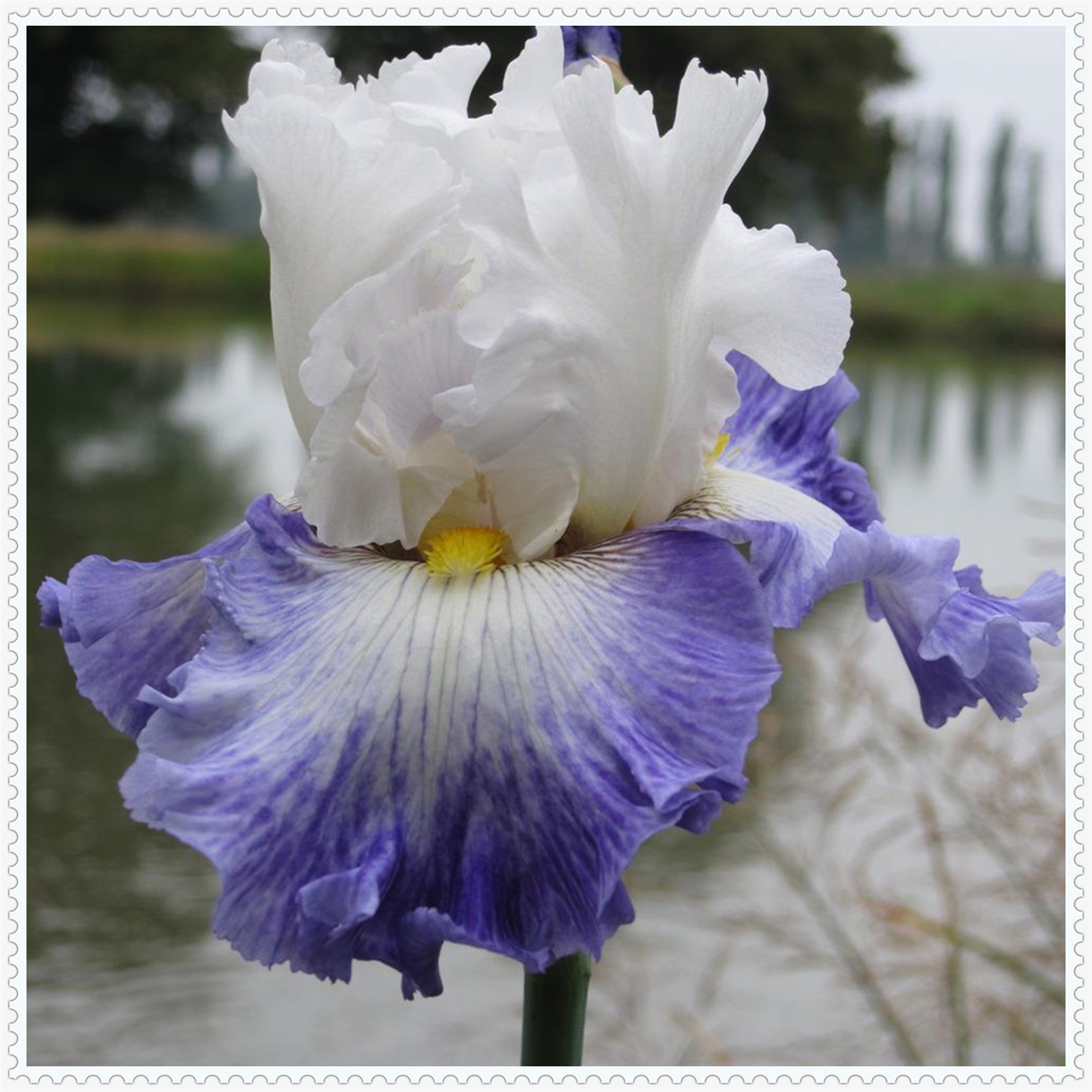 Iris Plant Easy to Plant Perennial, Has Strong Rhizomes. Bearded Iris For Planting, Excellent ...