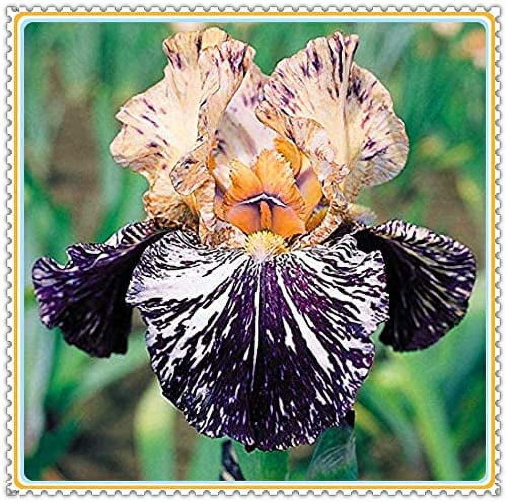 Iris Plant Easy to Plant Perennial, Has Strong Rhizomes. Bearded Iris ...