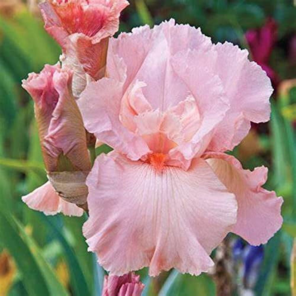 Iris Plant Easy to Plant Perennial, Has Strong Rhizomes. Bearded Iris ...