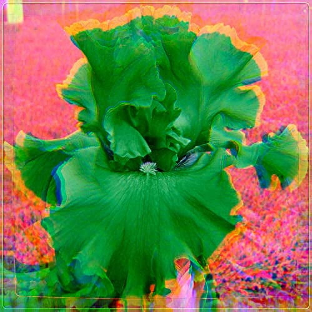 Iris Plant Easy to Plant Perennial, Has Strong Rhizomes. Bearded Iris ...