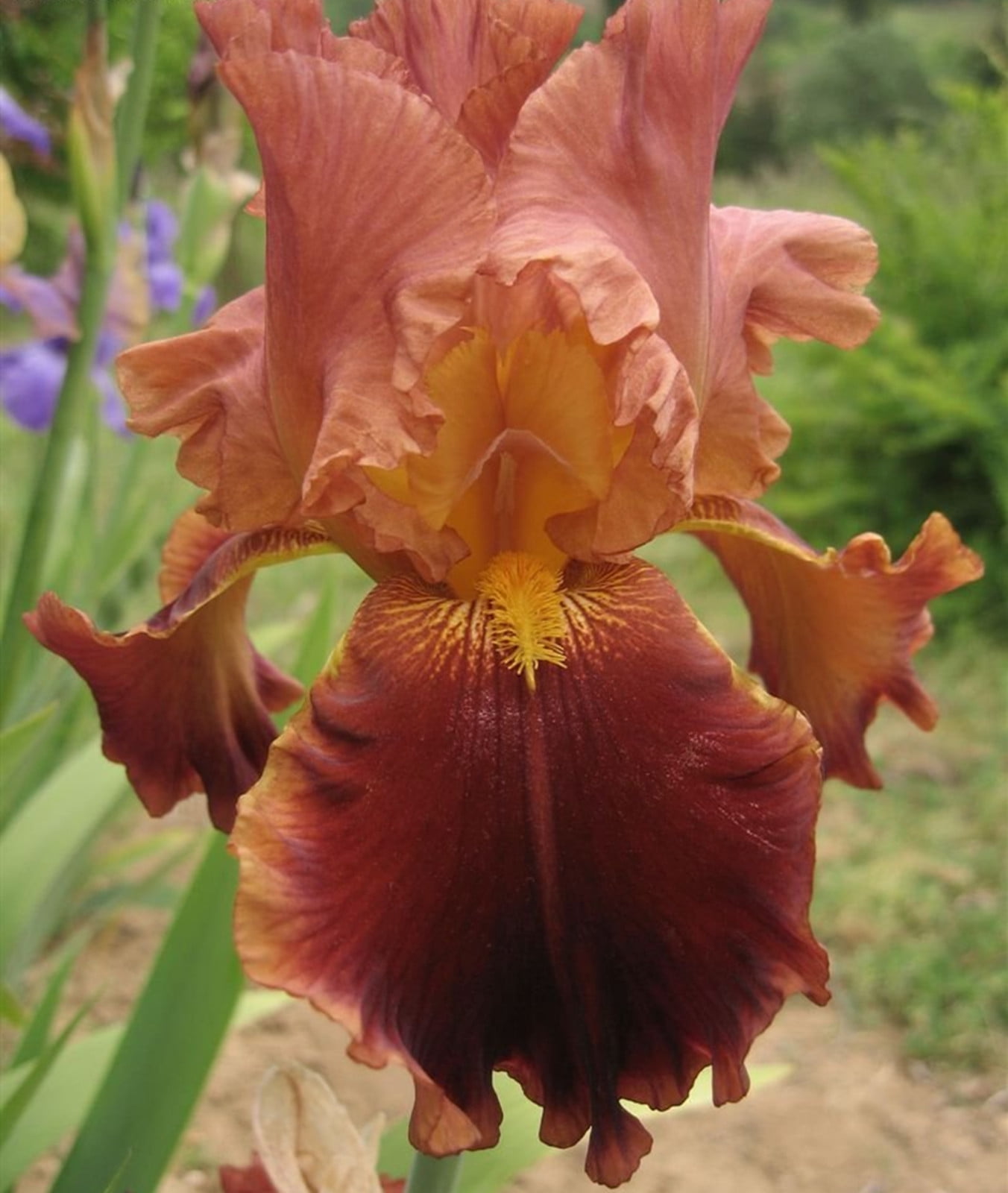 Iris Plant Easy to Plant Perennial, Has Strong Rhizomes. Bearded Iris ...