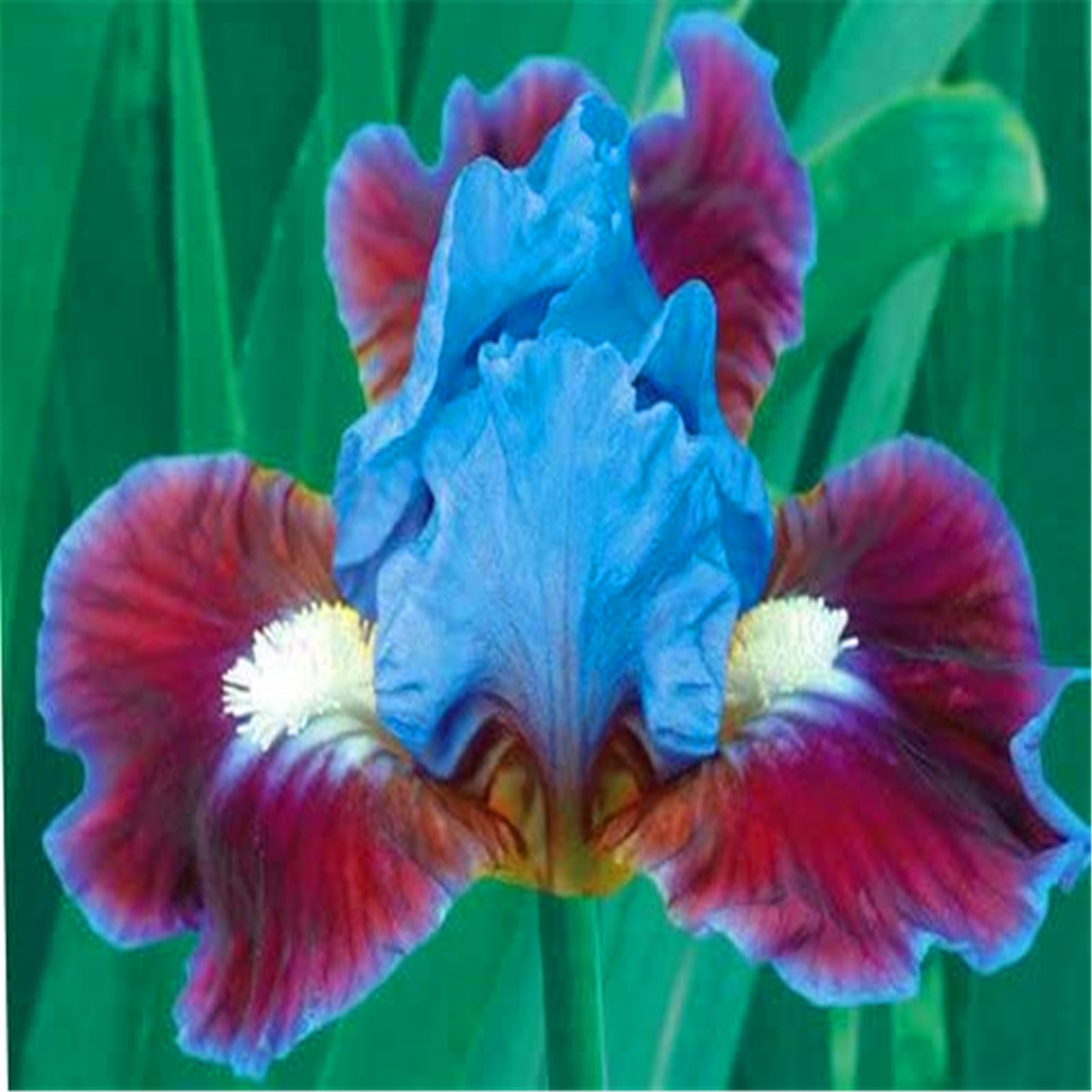 Iris Plant Easy to Plant Perennial, Has Strong Rhizomes. Bearded Iris ...