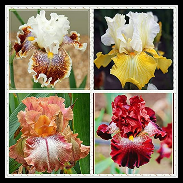 Iris Plant Easy to Plant Perennial, Iris Is Cold-Resistant,Has Strong Rhizomes. Bearded Iris For ...