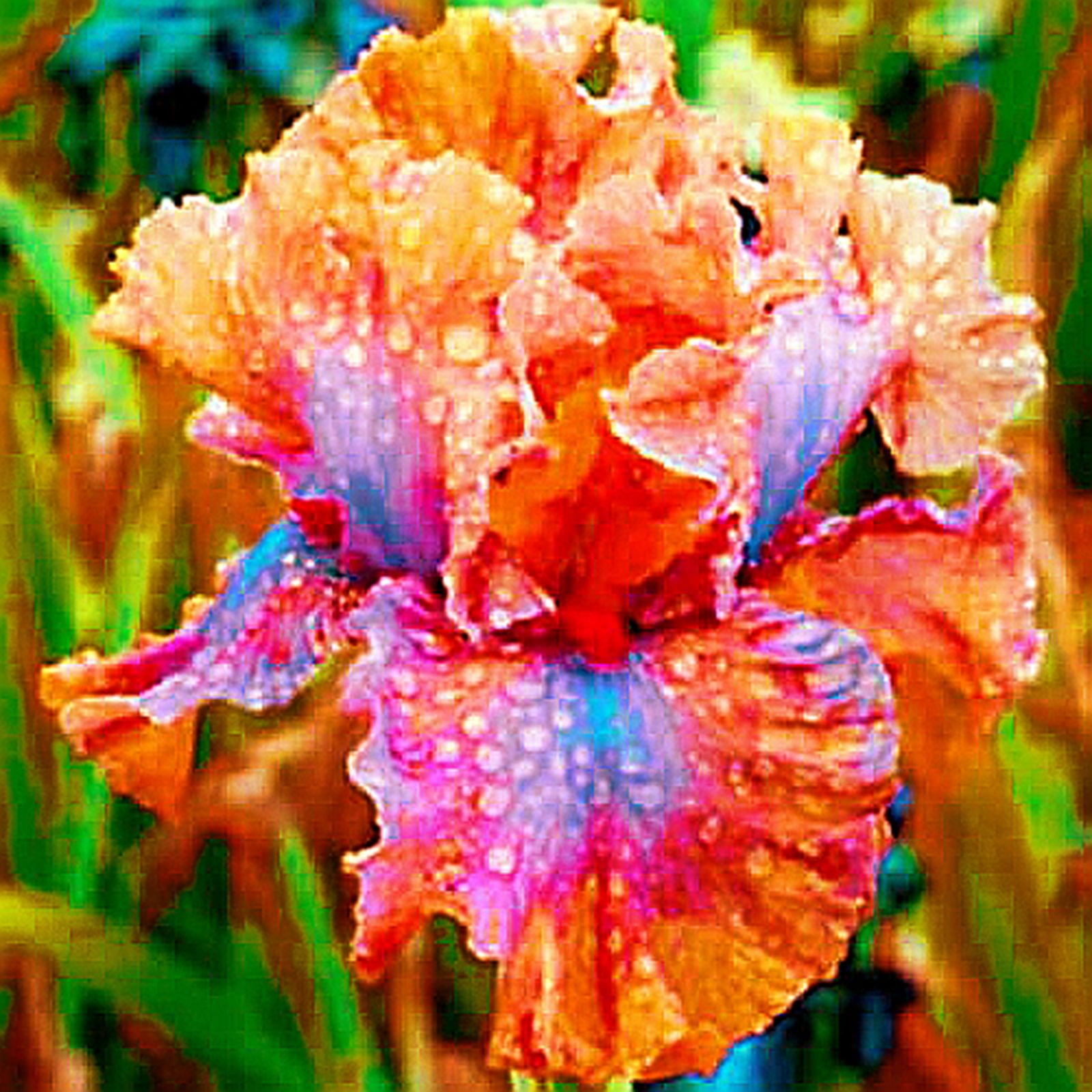 Iris Plant Easy to Plant Perennial, Iris Is Cold-Resistant,Has Strong ...