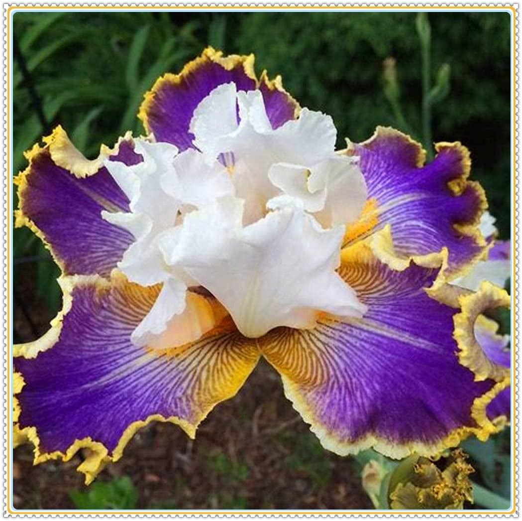 Iris Plant, Easy to Plant Perennial, Iris Roots - Attracts Butterflies ...