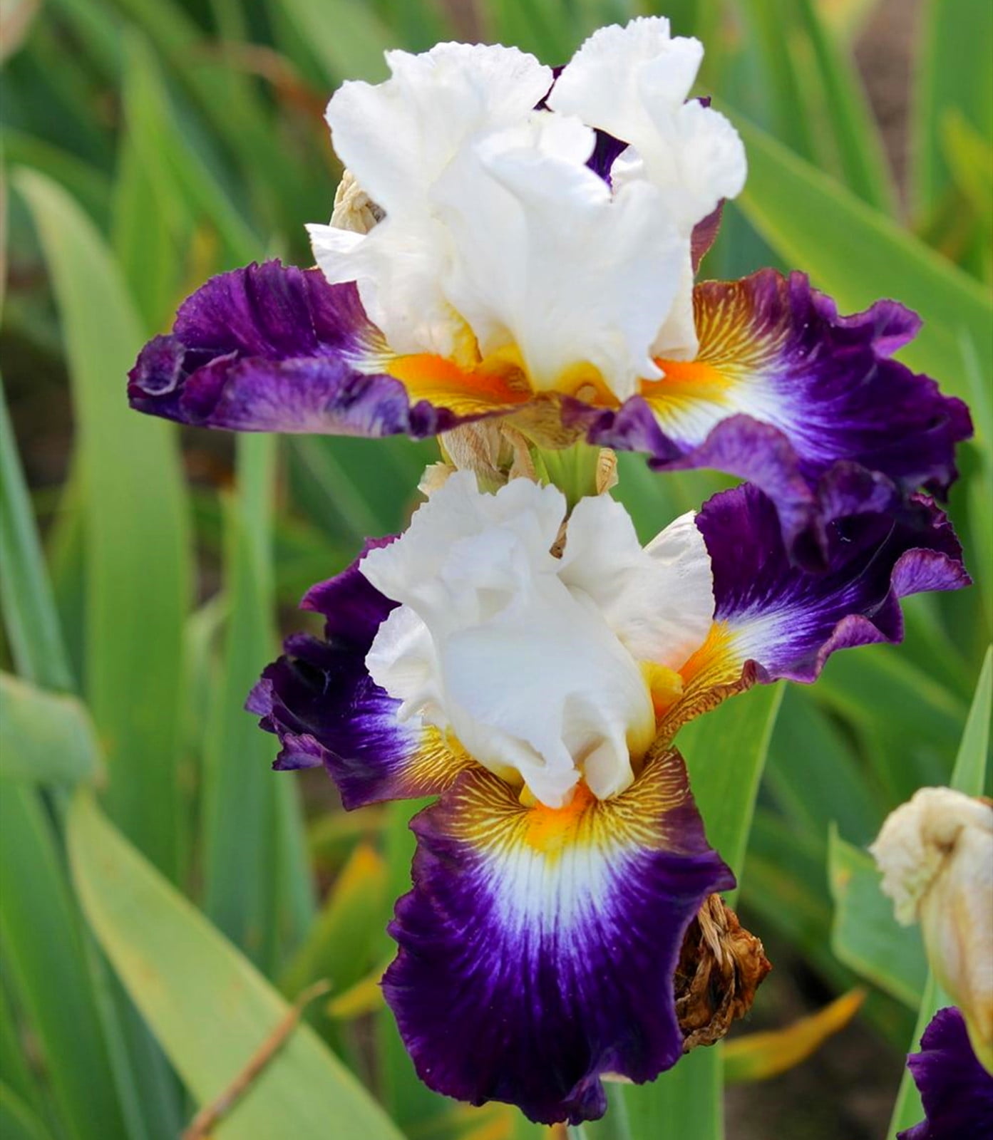 Iris Plant, Easy to Plant Perennial, Iris Roots - Attracts Butterflies ...