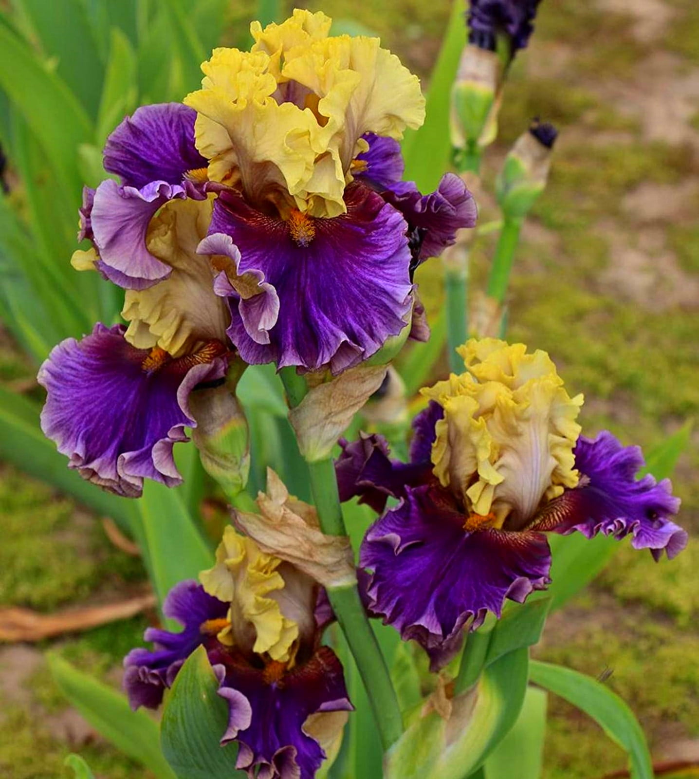 Iris Plant, Easy to Plant Perennial, Iris Roots - Attracts Butterflies ...