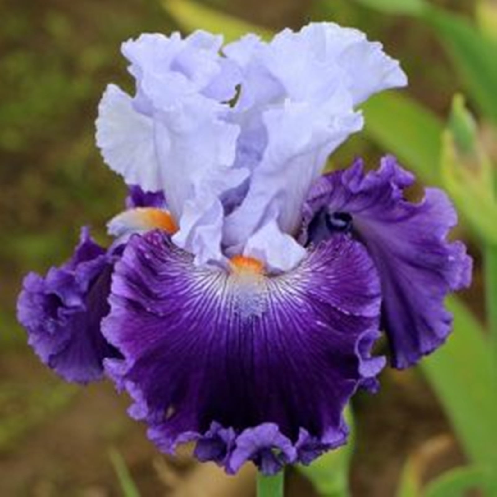 Iris Plant, Easy to Plant Perennial, Iris Roots - Fragrant, Cut Flower ...