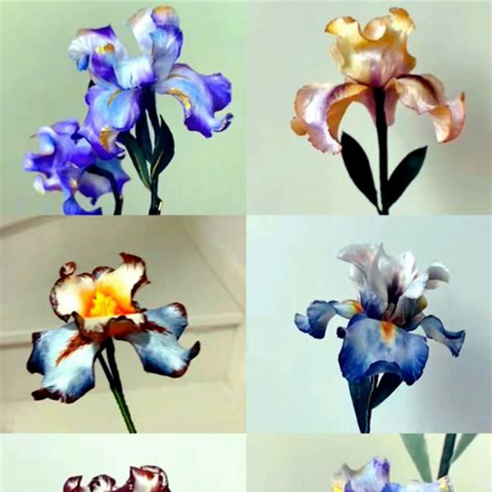 Iris Plant Flower Iris Bulbs, for Indoor and Outdoor Decoration ...
