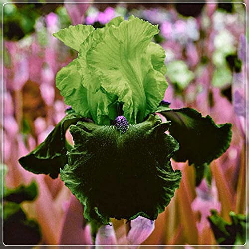 Iris Plant, Iris Is Cold-Resistant, Excellent Choice For Gardeners ...