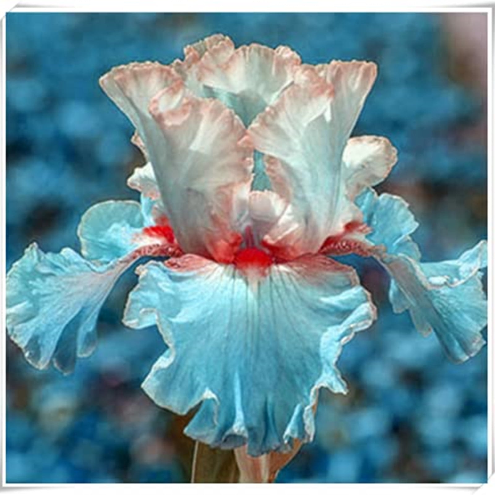 Iris Plant, Iris Is Cold-Resistant, Excellent Choice For Gardeners, Pleasantly Scented - Good as ...
