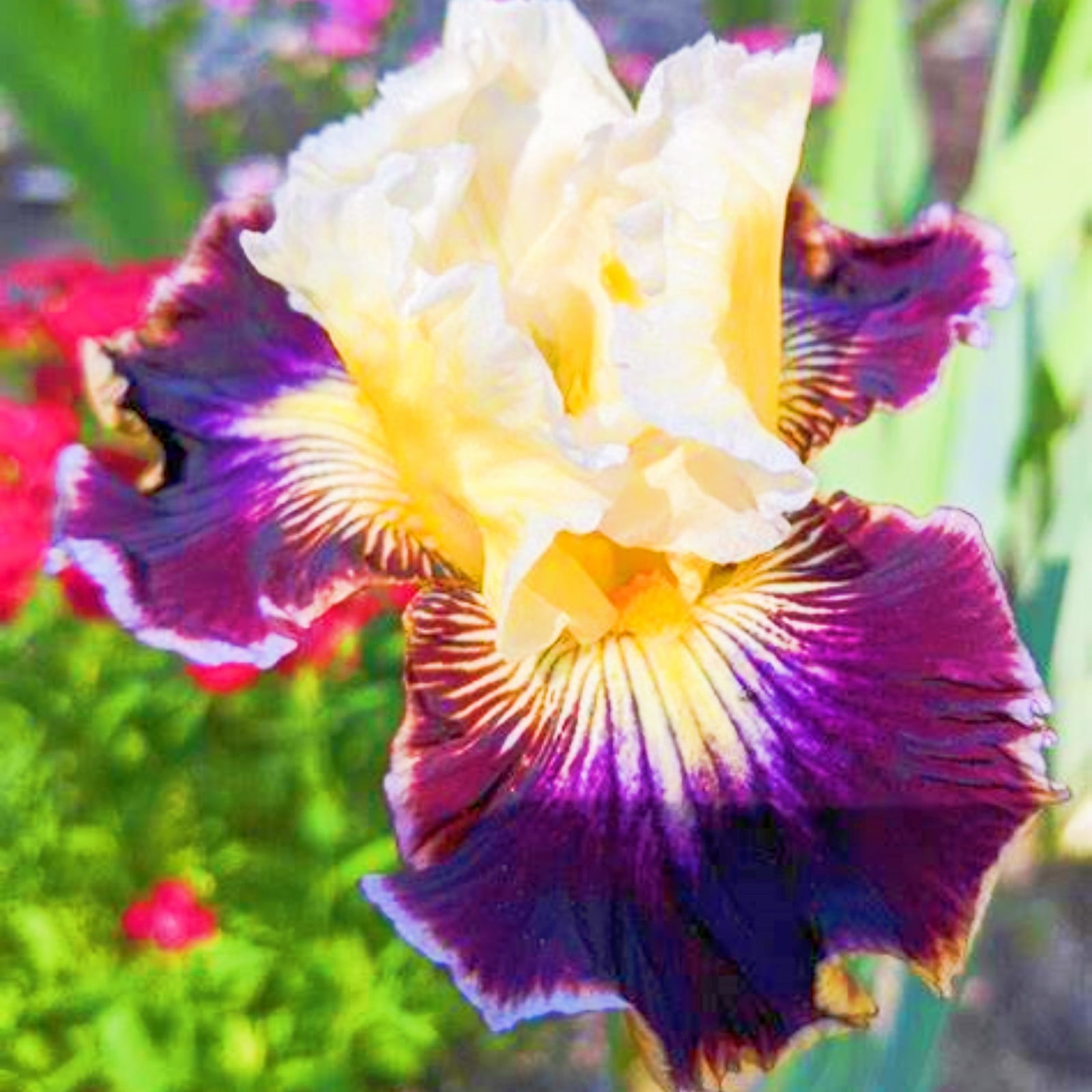 Iris Planting Beautiful Holiday Decoration Indoors or Outdoor Gardens ...