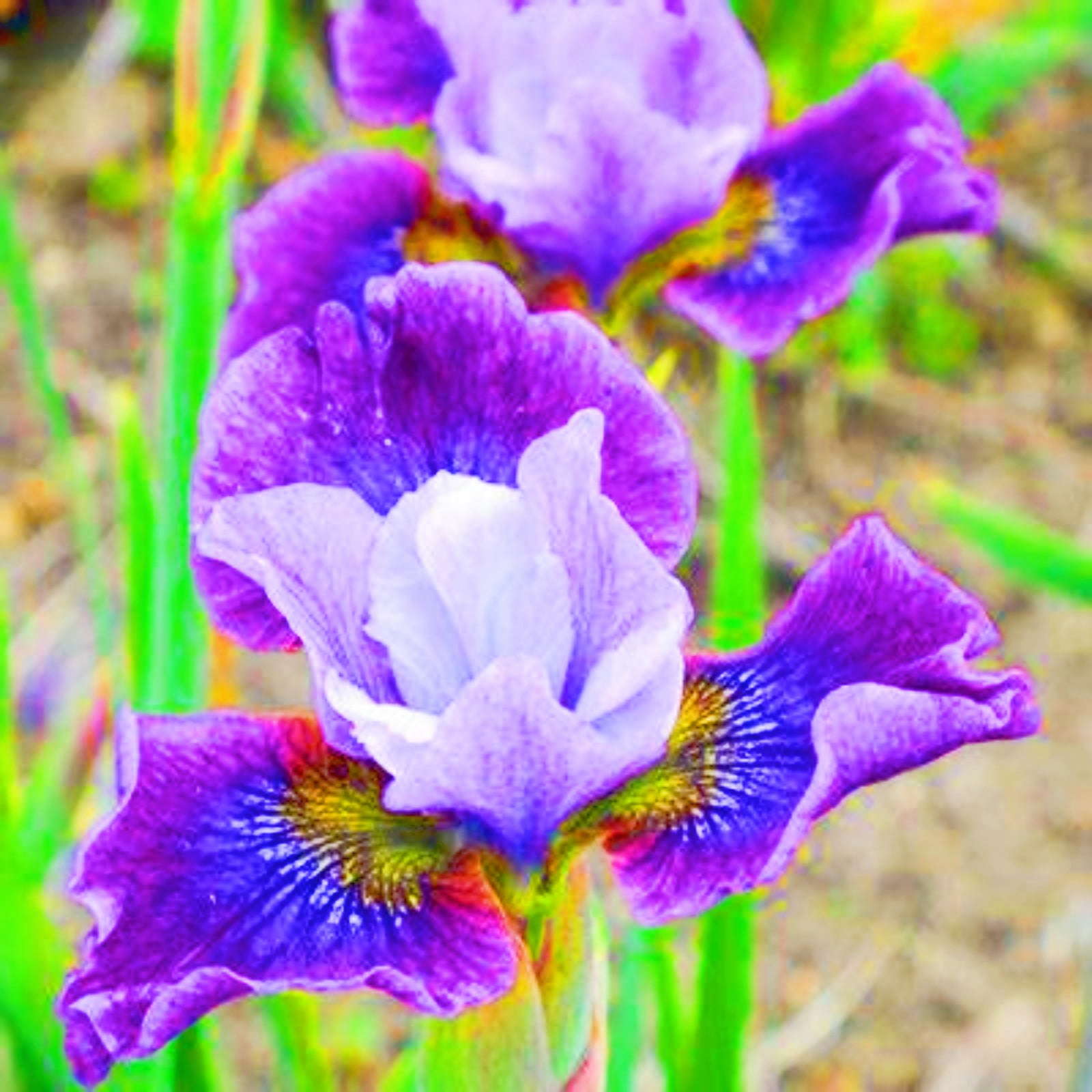 Iris Planting Beautiful Holiday Decoration Indoors or Outdoor Gardens ...