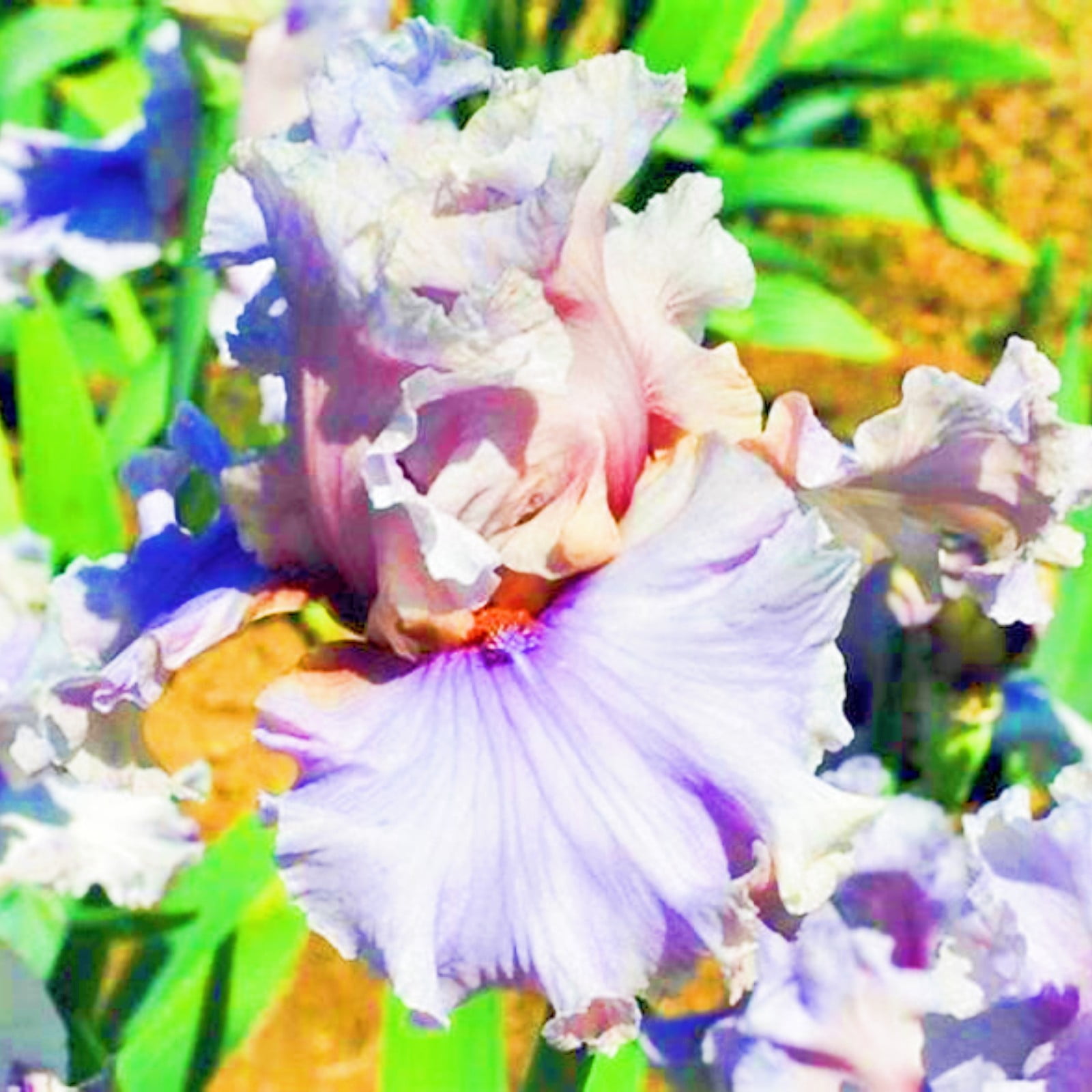 Iris Planting Beautiful Holiday Decoration Indoors or Outdoor Gardens ...