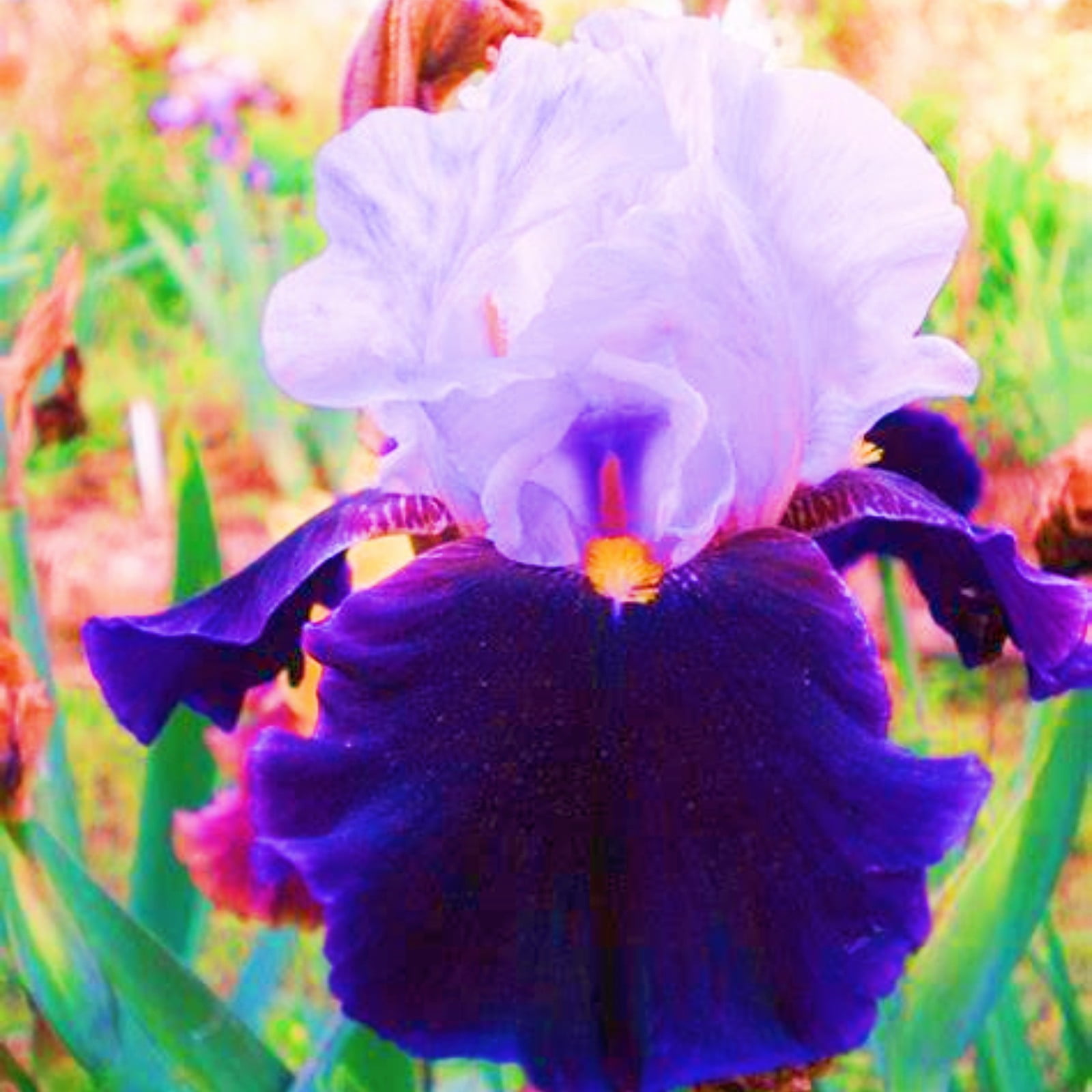 Iris Planting Beautiful Holiday Decoration Indoors or Outdoor Gardens ...