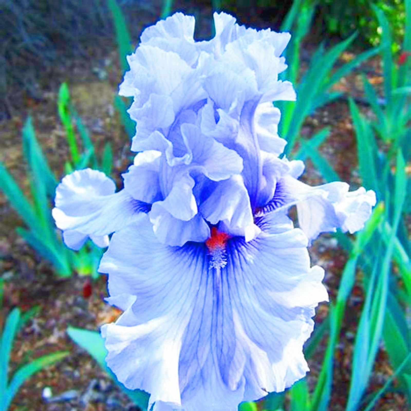 Iris Planting Beautiful Holiday Decoration Indoors or Outdoor Gardens ...