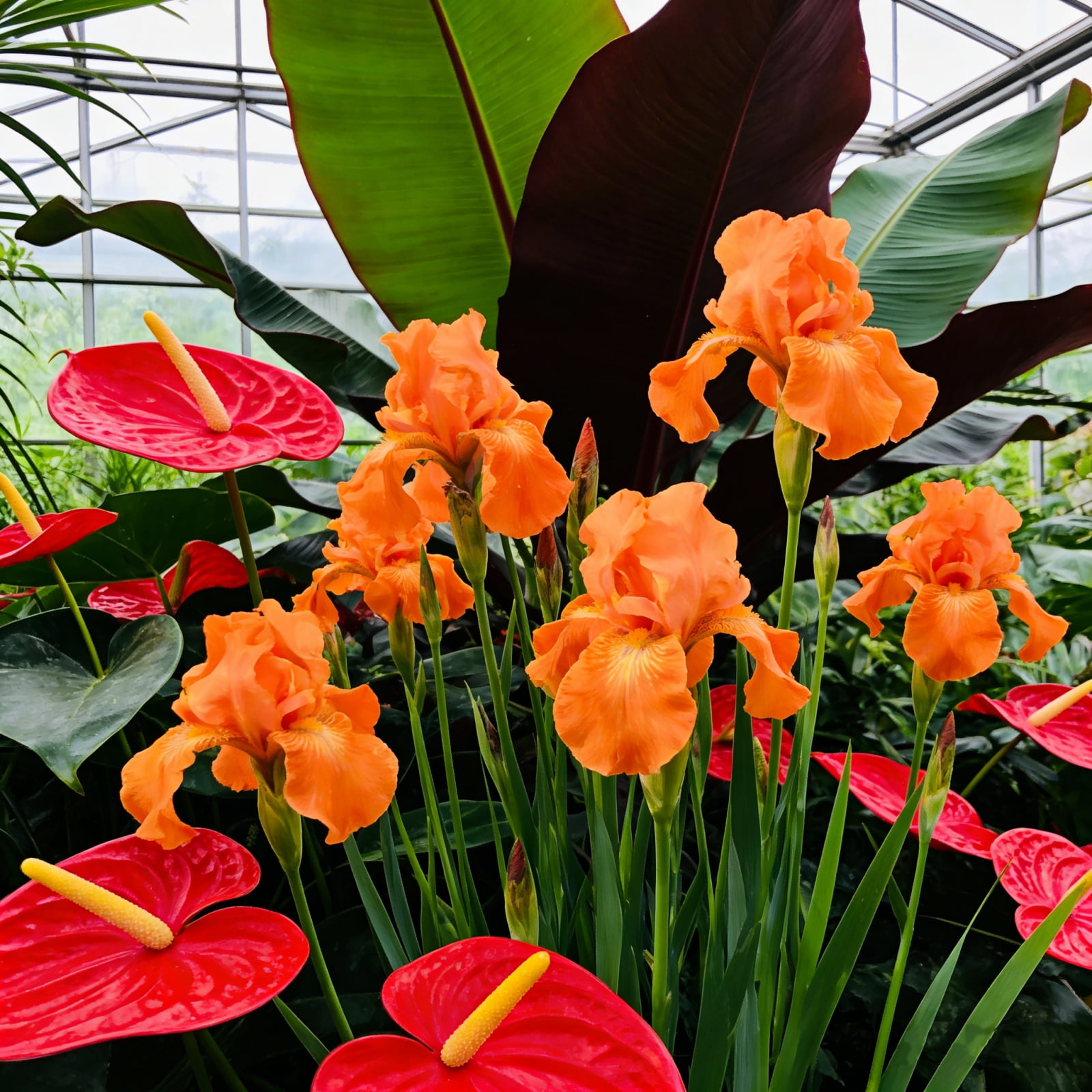 Iris Planting Bulbs,Attractive,Perennial Herbs,Ornamental Experience ...