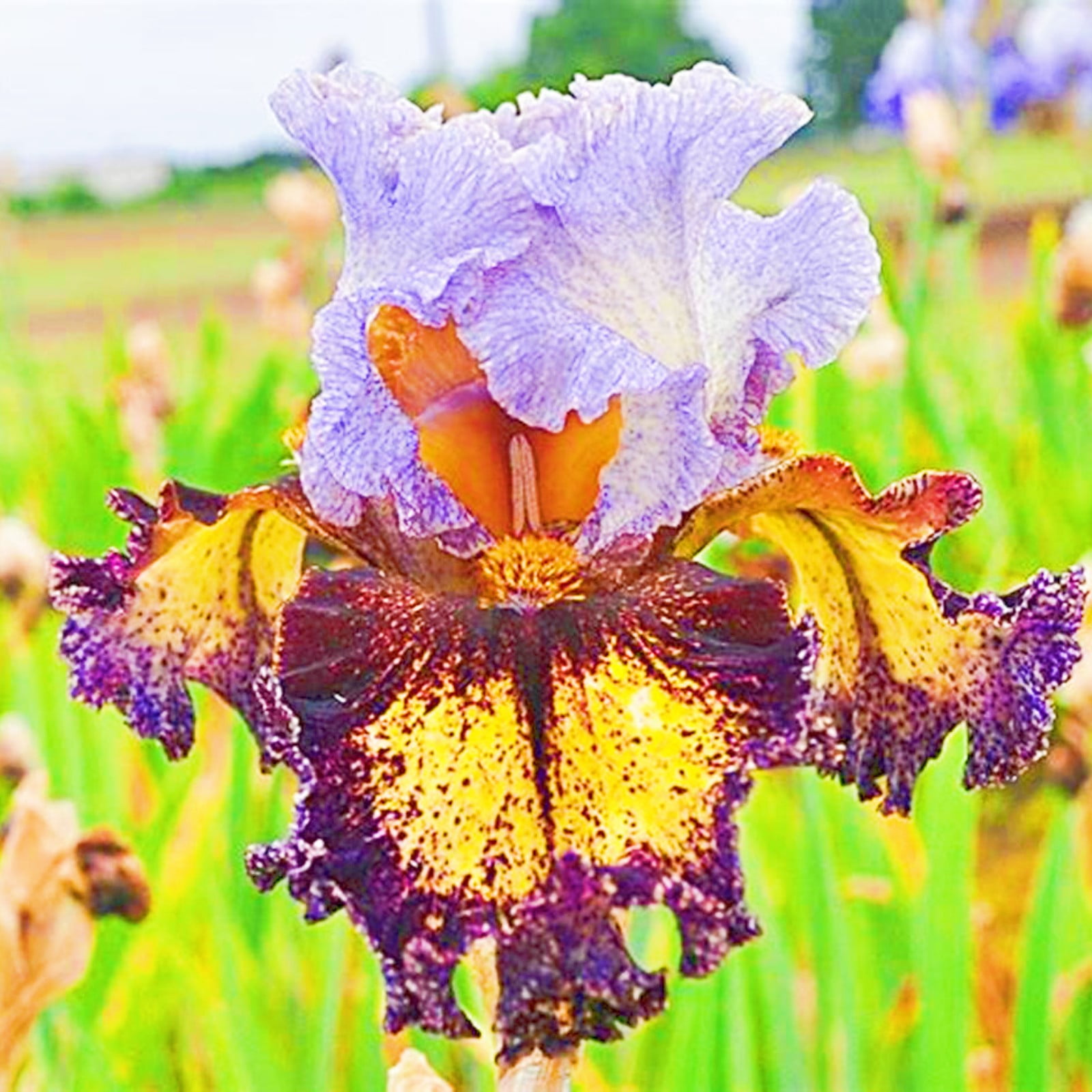 Iris Planting Graceful Planting - Walmart.com