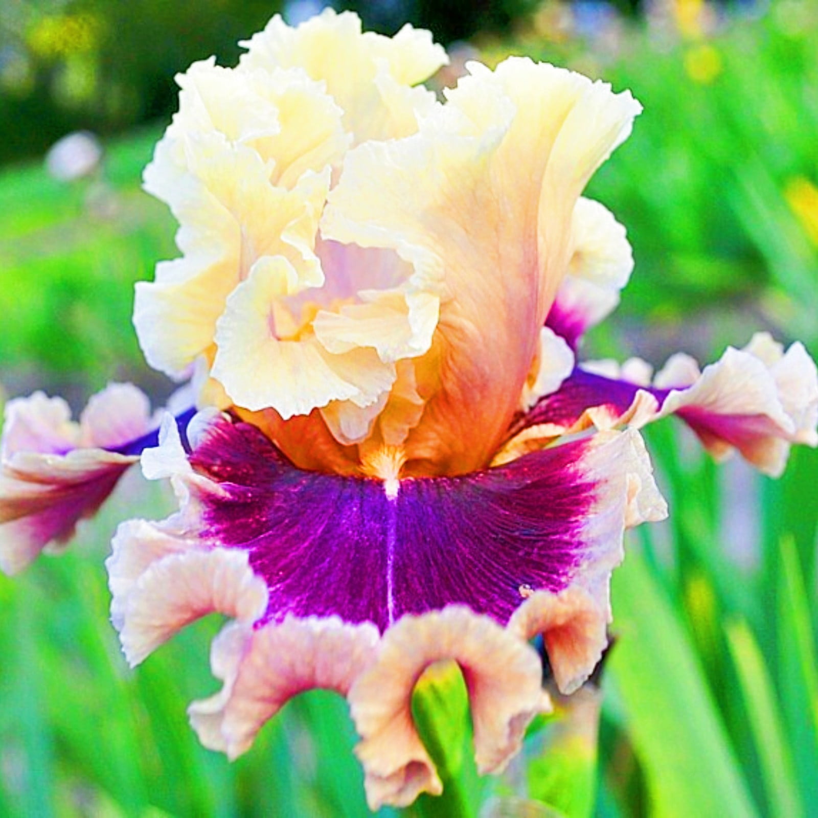 Iris Planting Graceful Planting - Walmart.com