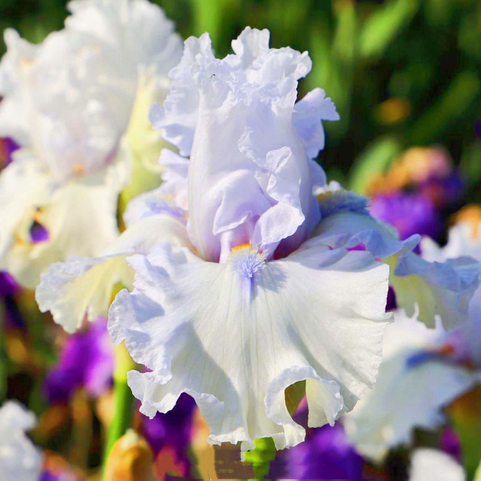 Iris Planting Graceful Planting - Walmart.com